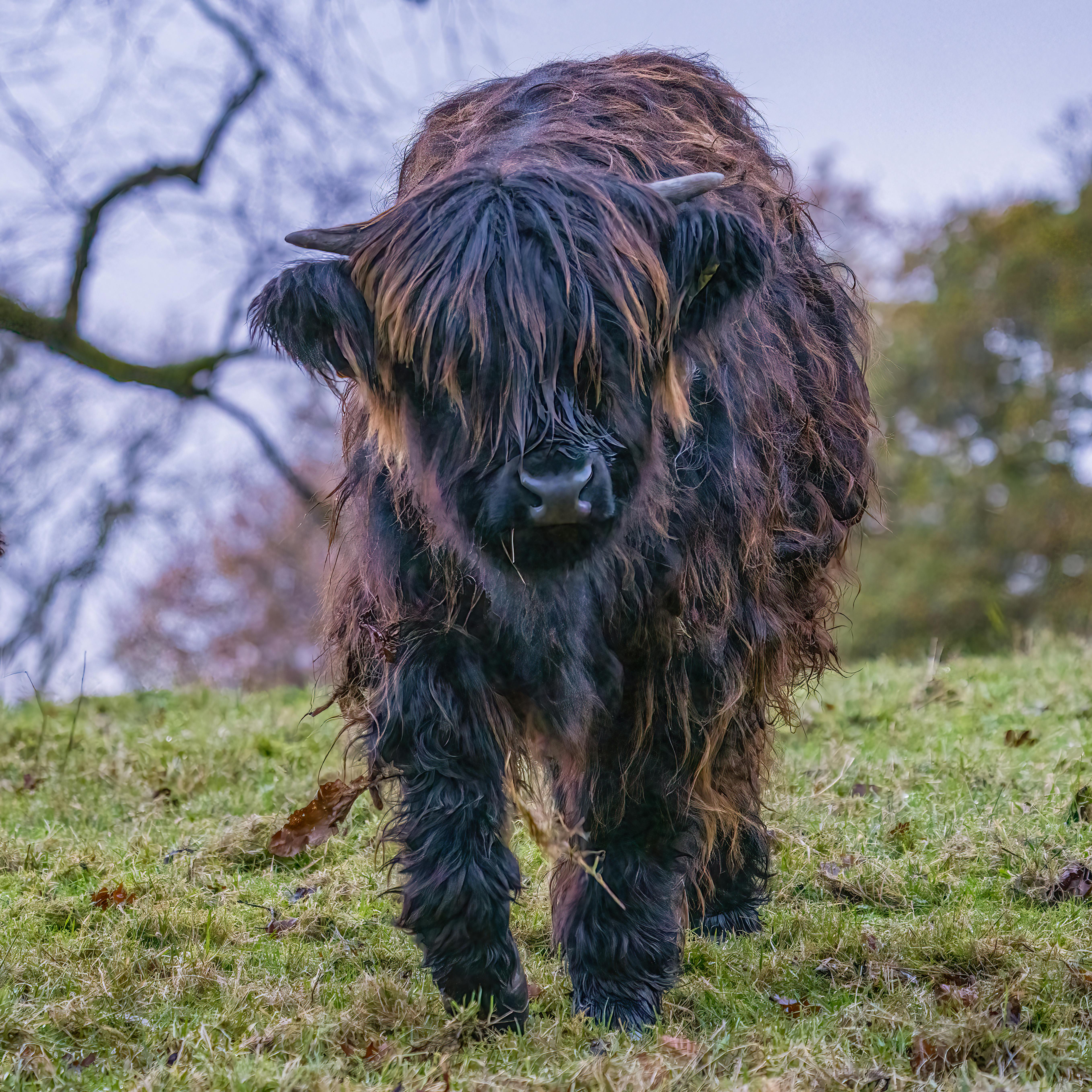 Close up of Ox Calf · Free Stock Photo