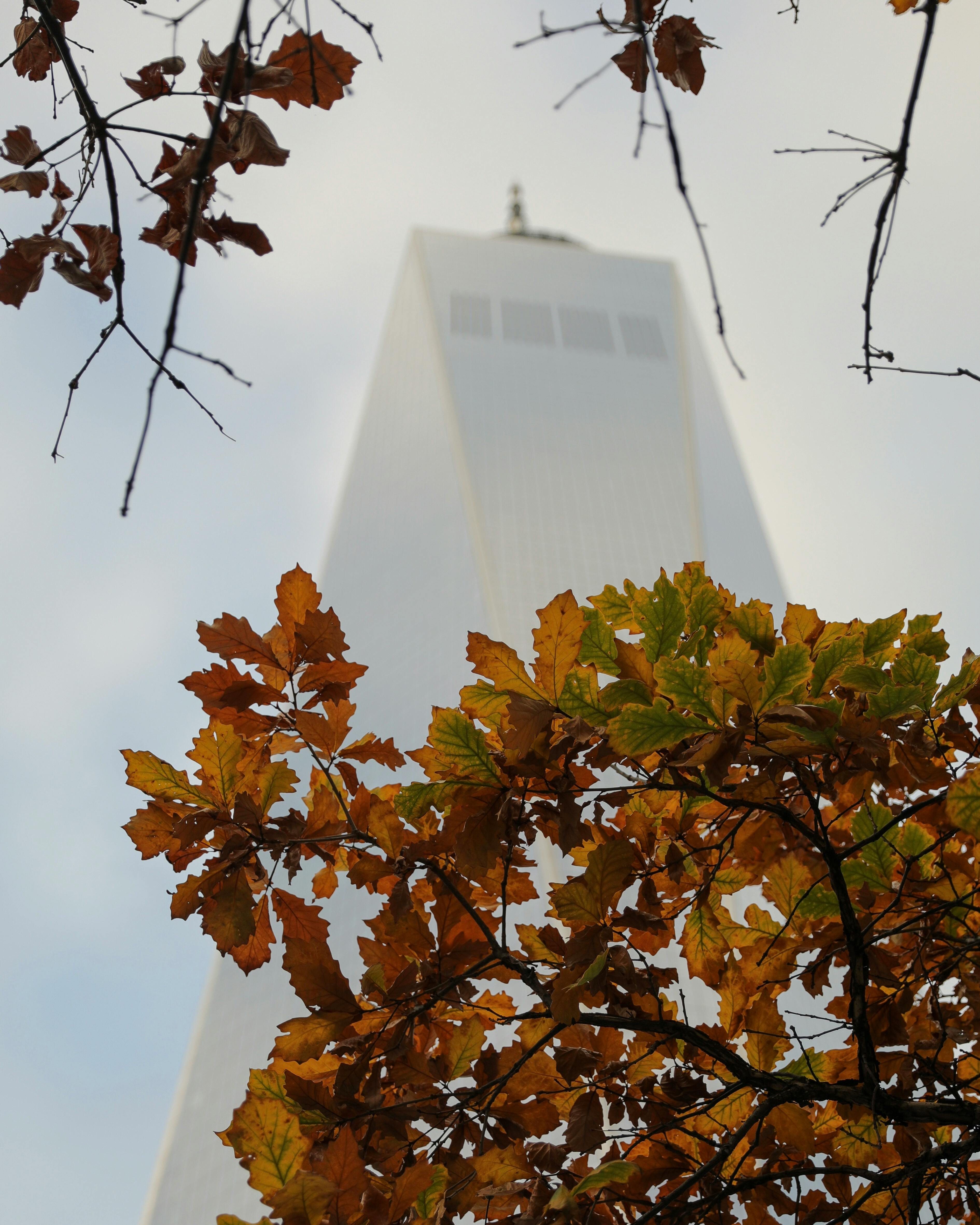 Low Angle Shot of Tree in Autumn Foliage and a Skyscaper · Free Stock Photo