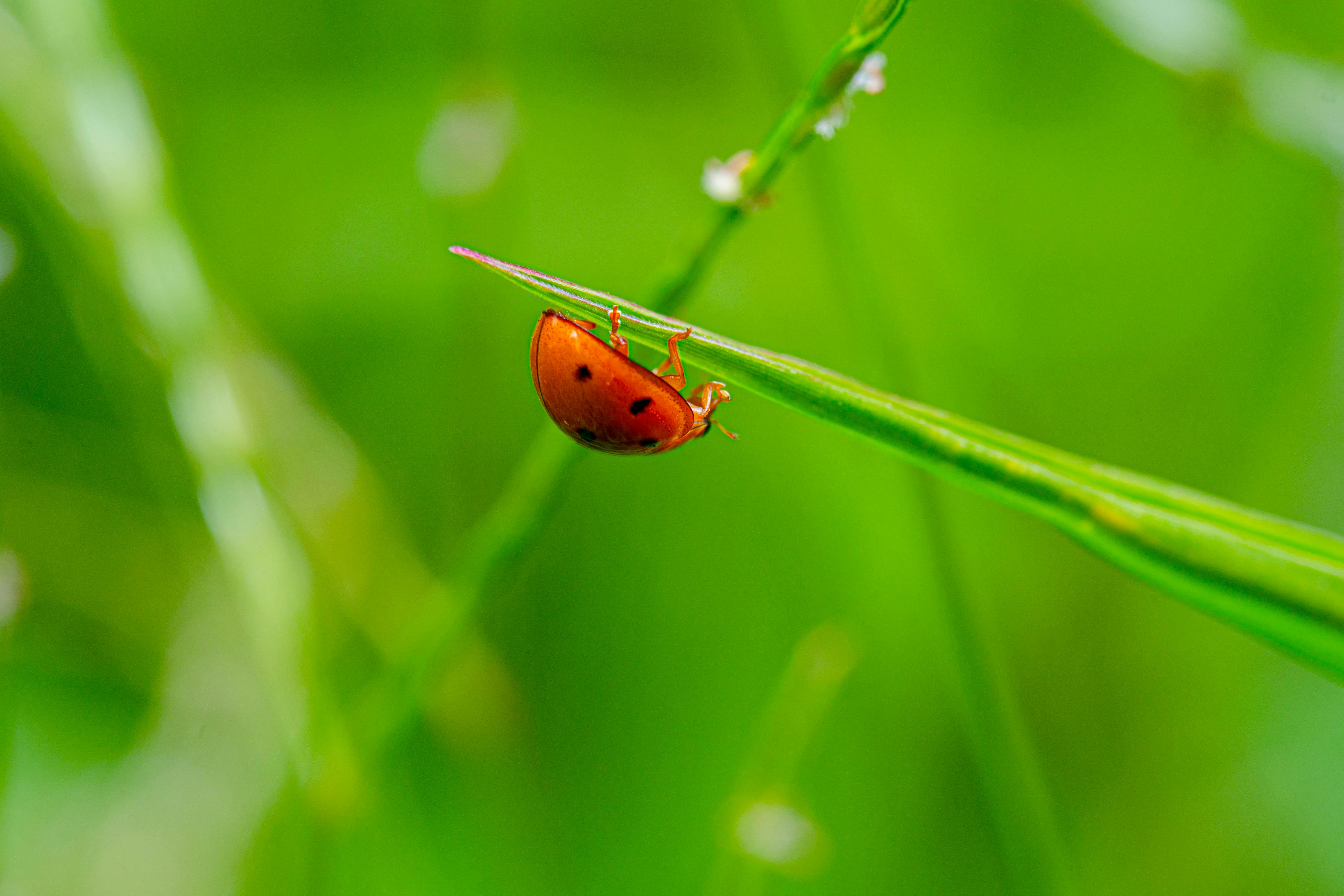 Beautiful Bugs Photos, Download The BEST Free Beautiful Bugs Stock ...