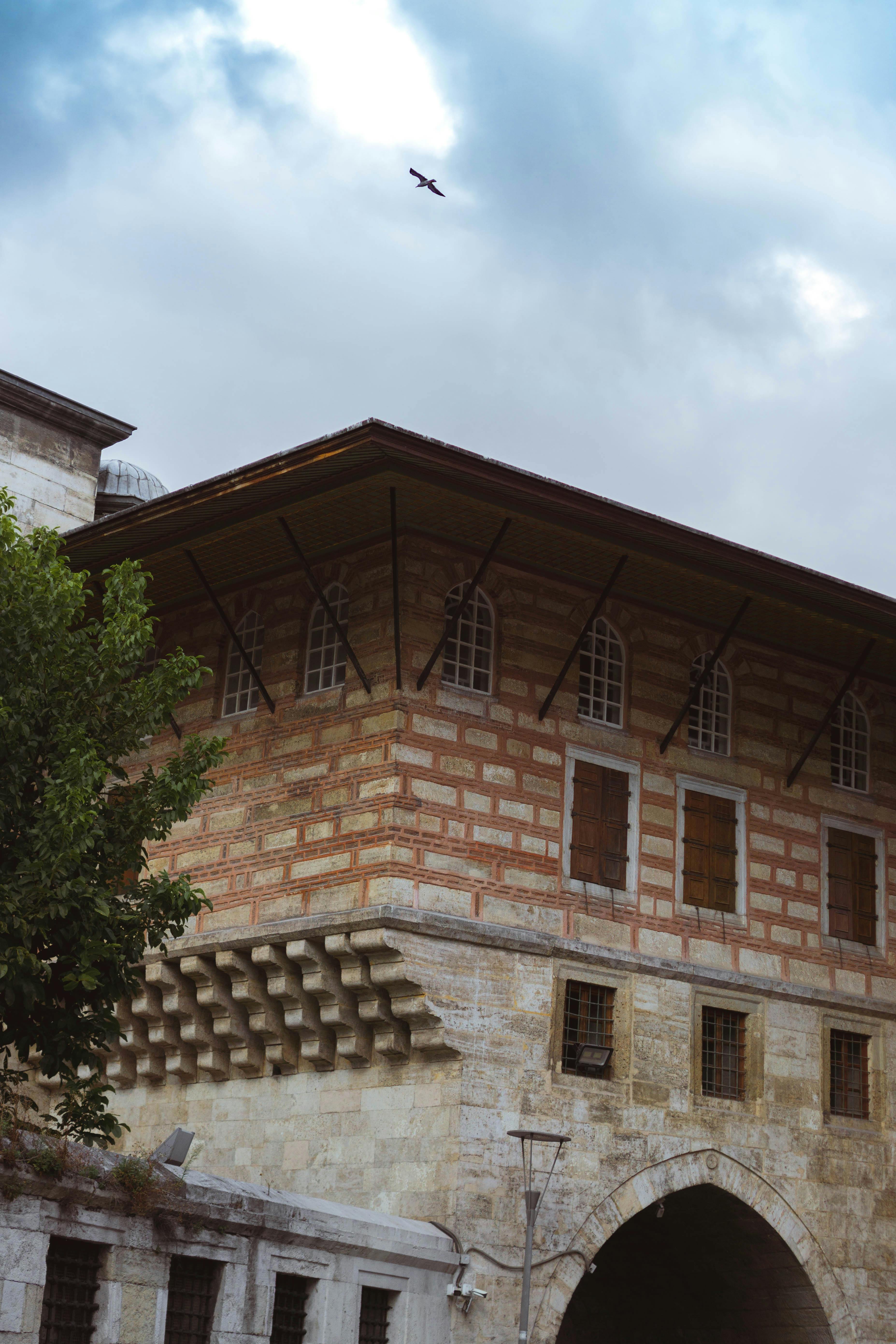 Birds Flying over Town · Free Stock Photo