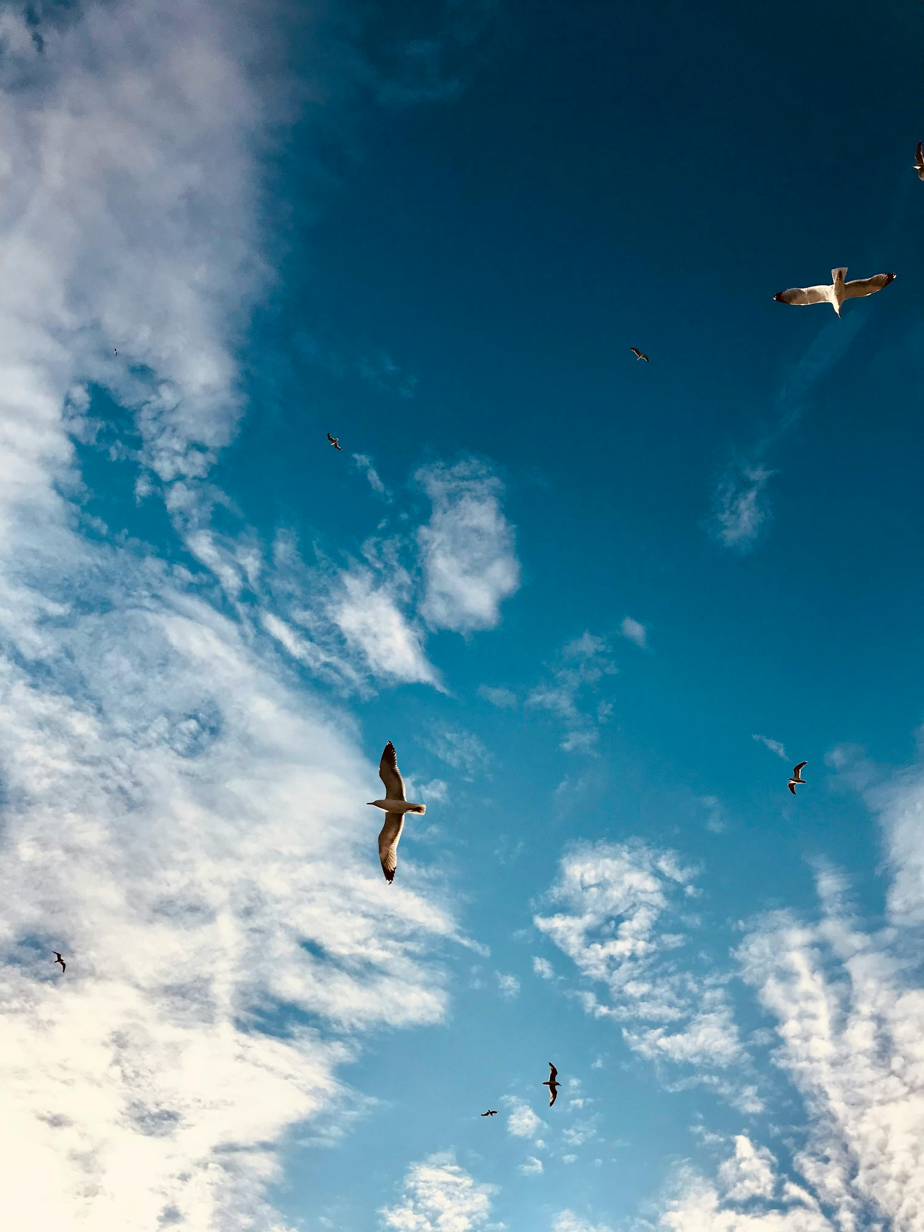 Photo of Birds Flying · Free Stock Photo