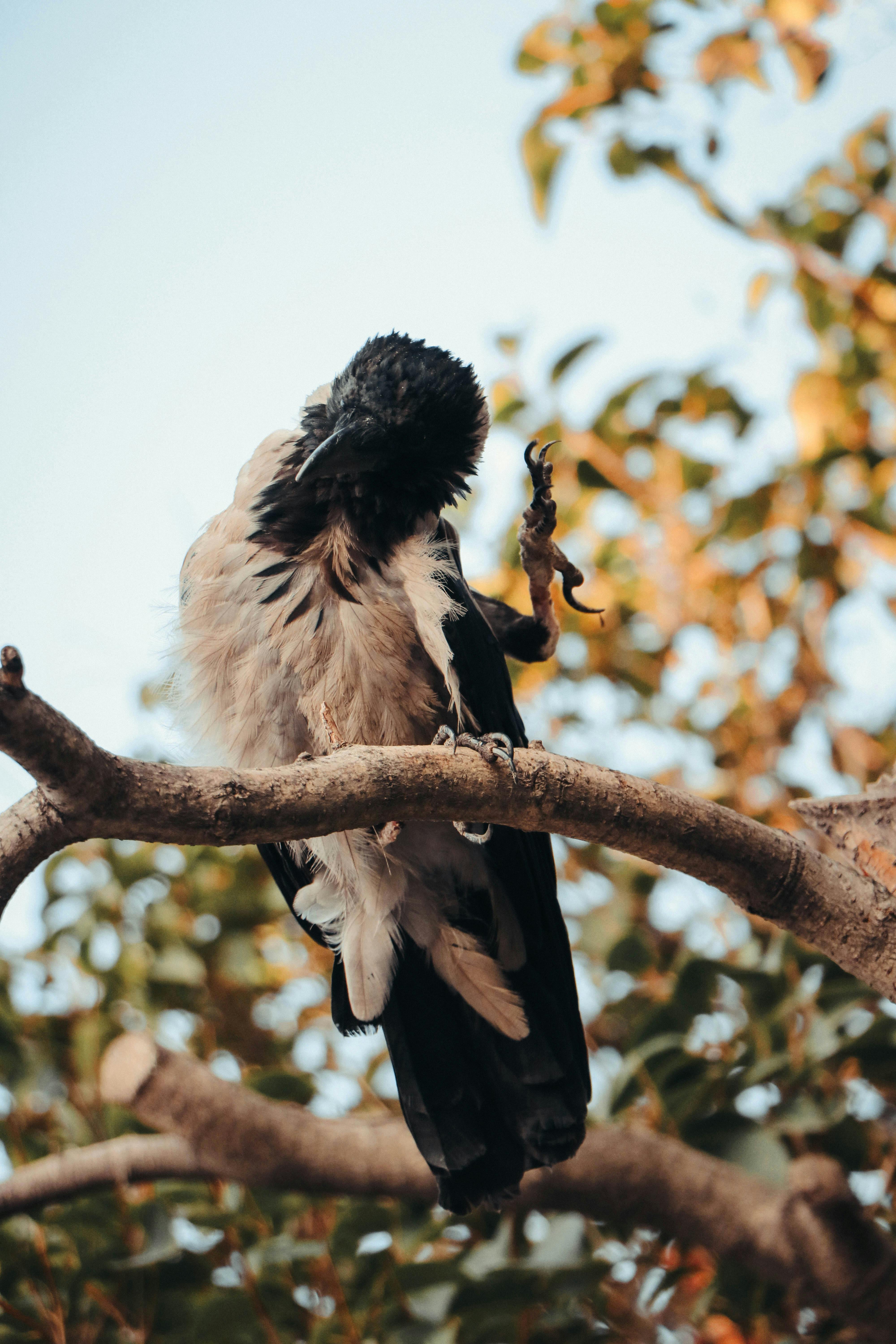 Bird Perching on a Branch · Free Stock Photo