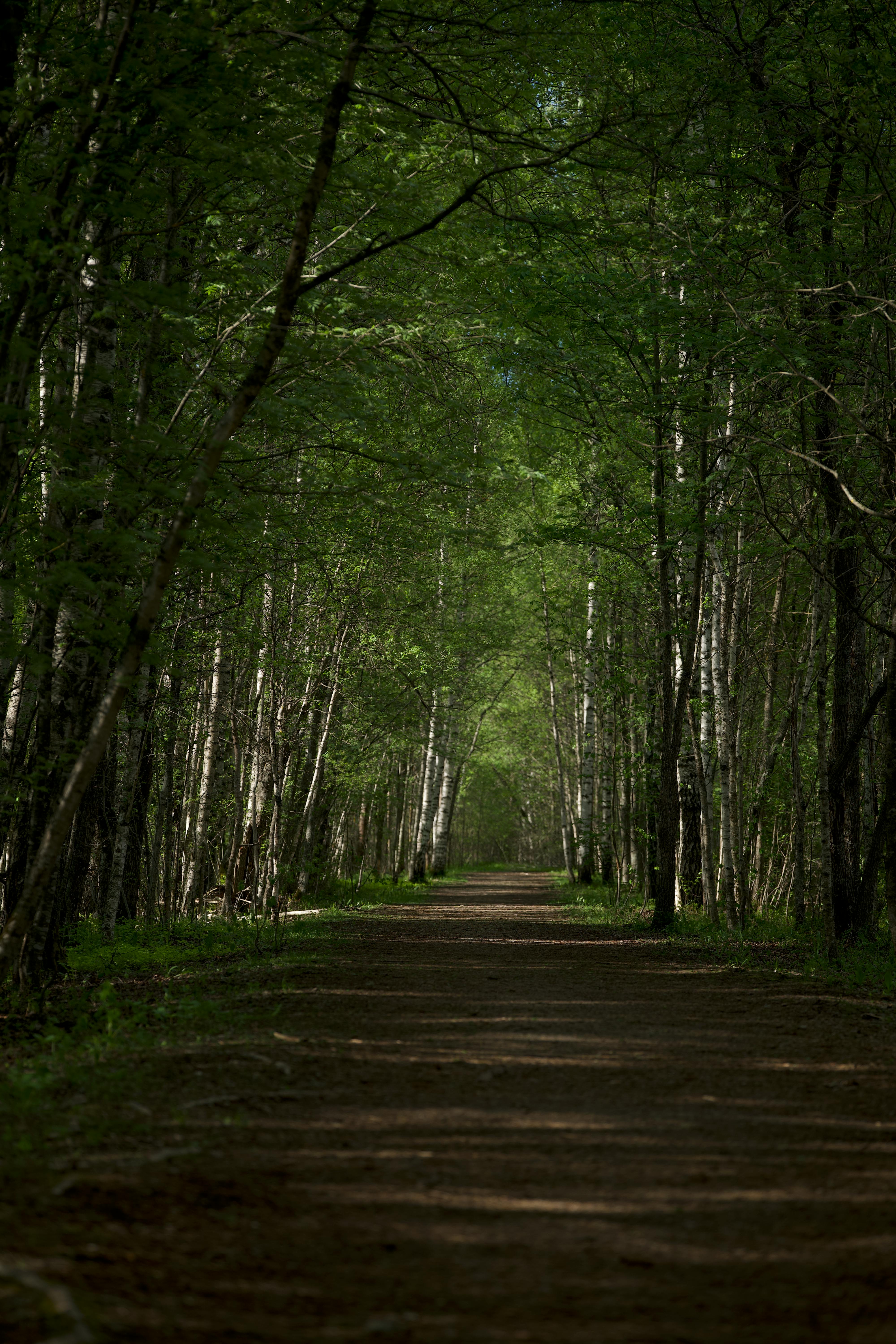 Unpaved Path Between Trees · Free Stock Photo