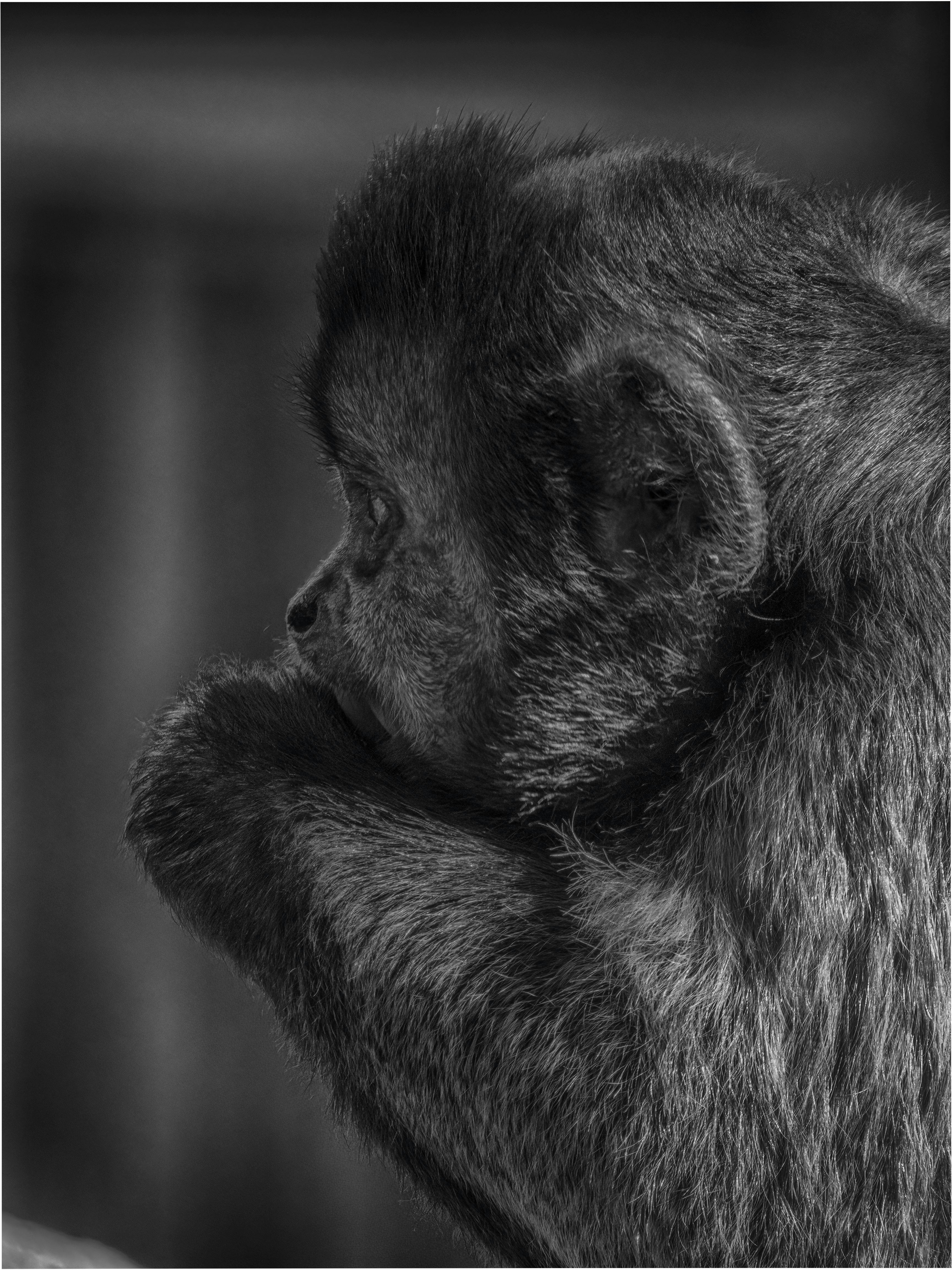 Monkey in Black and White · Free Stock Photo