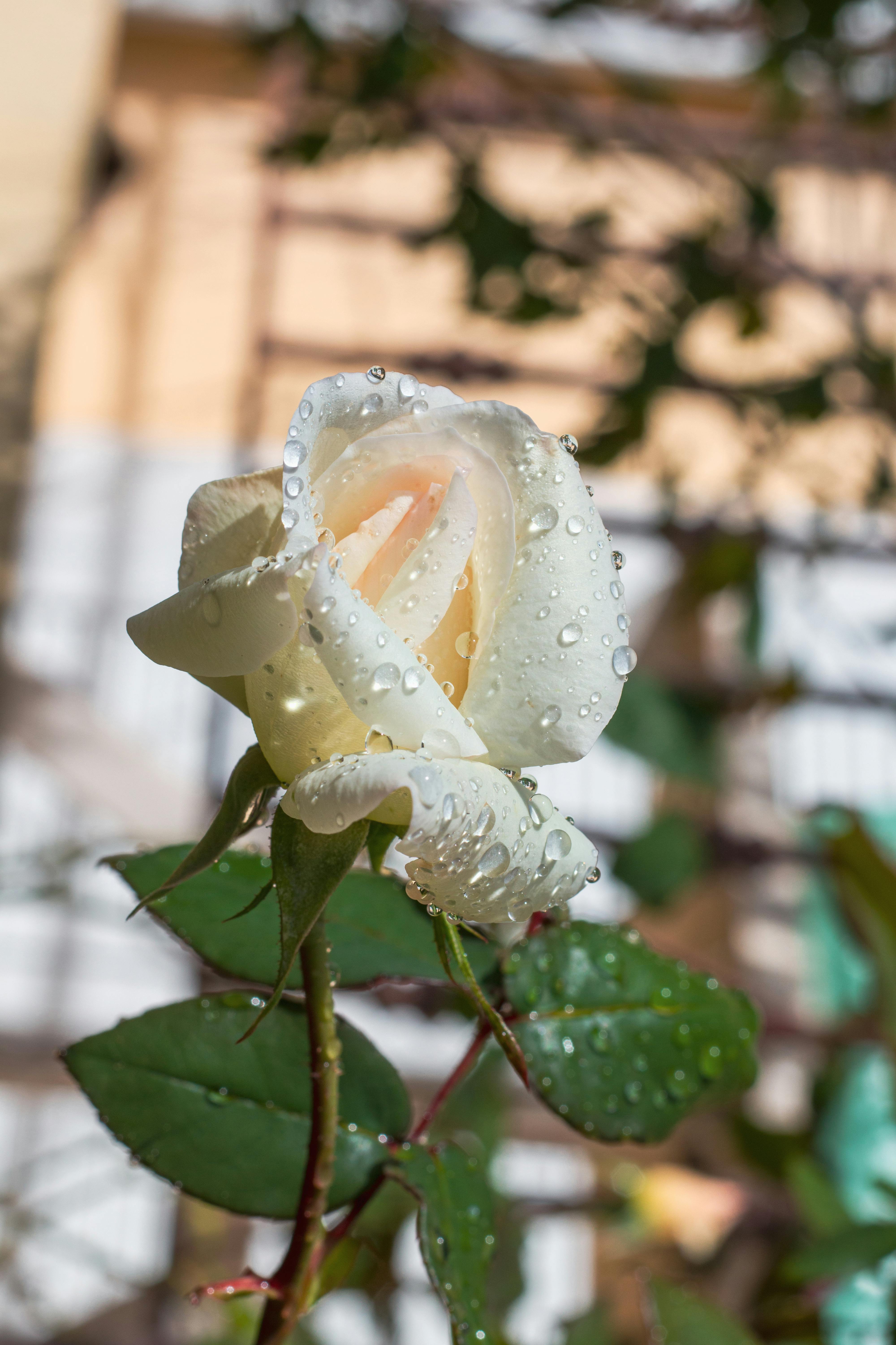Raindrops on White Rose · Free Stock Photo