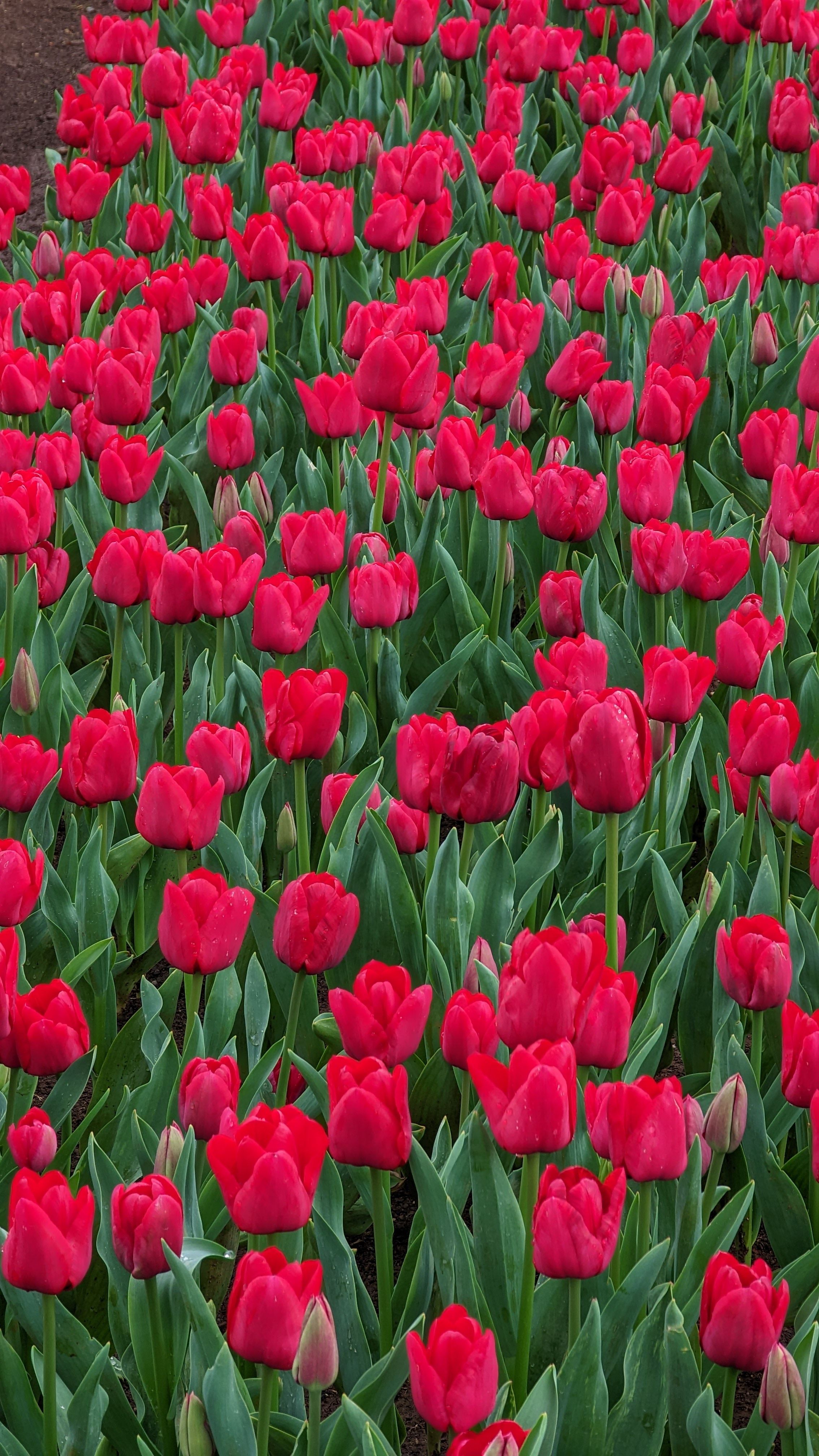 Flowers Radiant Reds Photos, Download Free Flowers Radiant Reds Stock ...