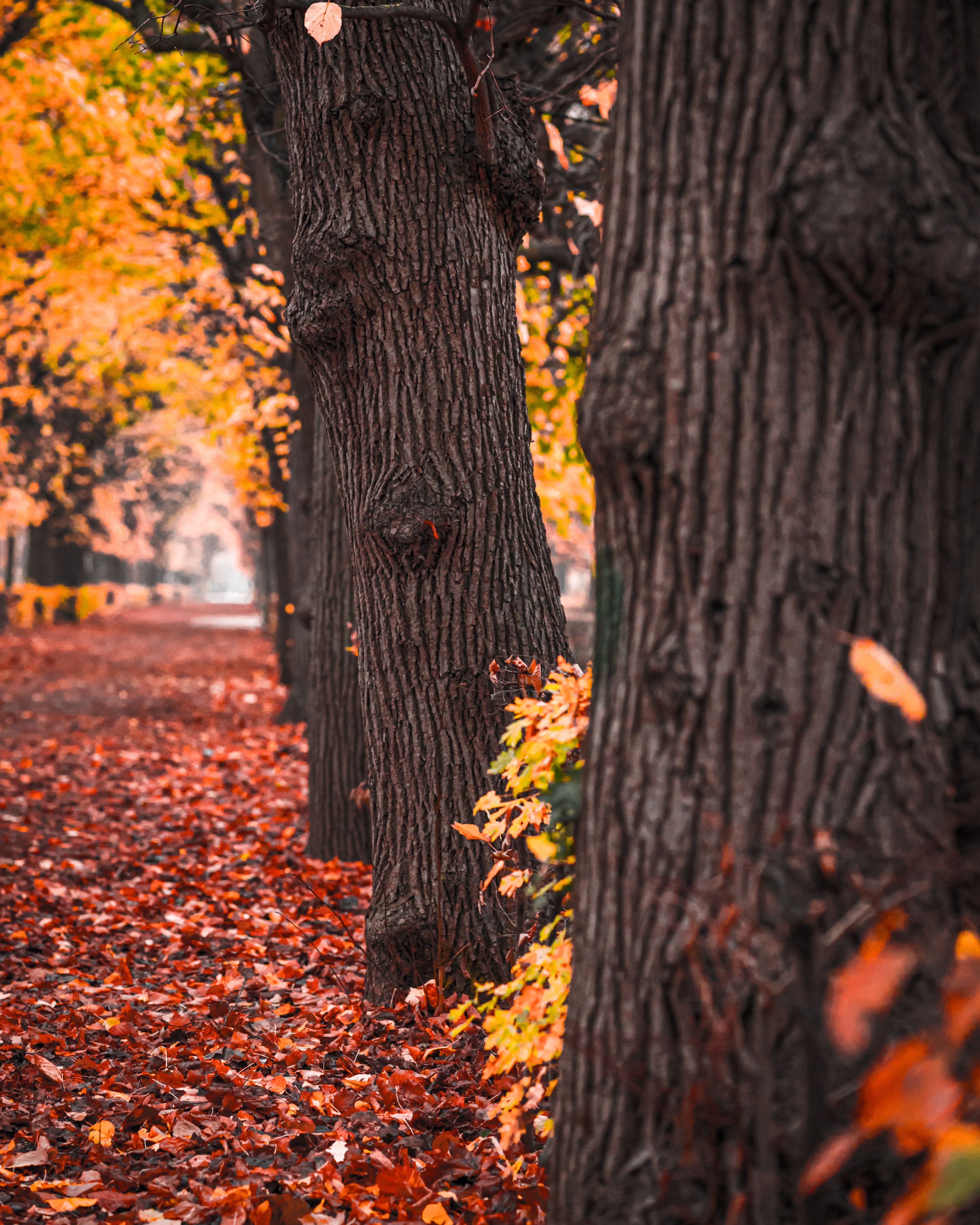A Brown Tree Trunks With Leaves on Ground During Autumn · Free Stock Photo