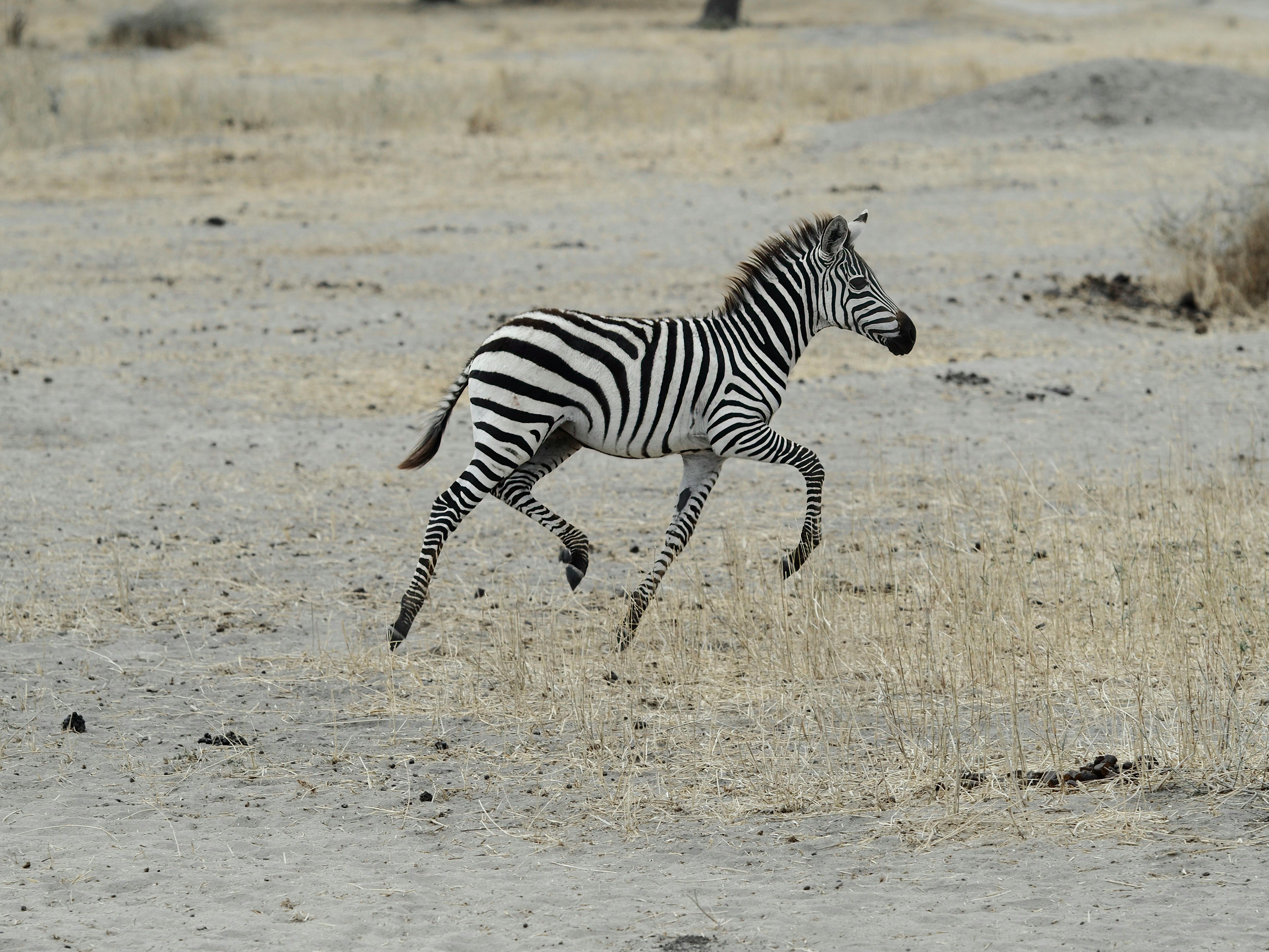 Photo of a Running Zebra · Free Stock Photo