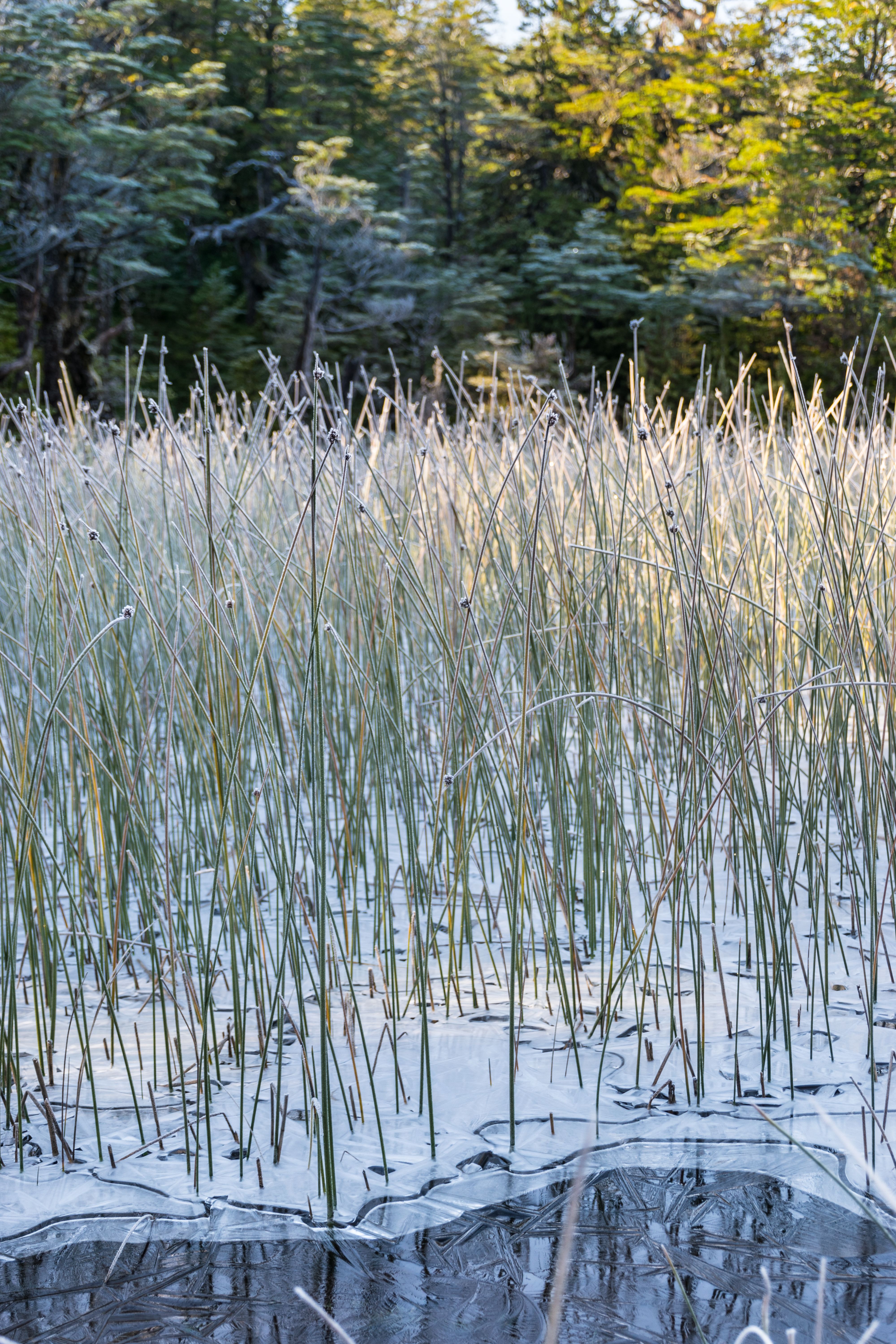 Rushes on Lakeshore in Winter · Free Stock Photo
