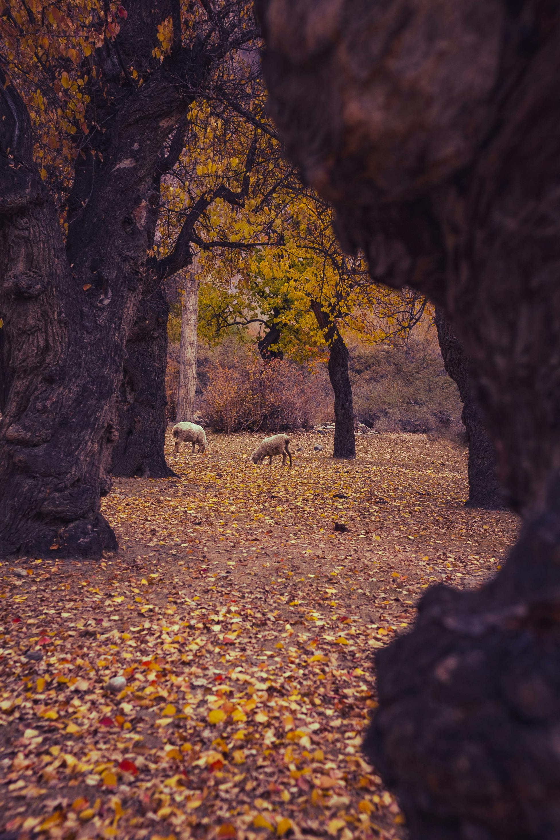 Sheep Grazing in Park among Fallen Leaves · Free Stock Photo