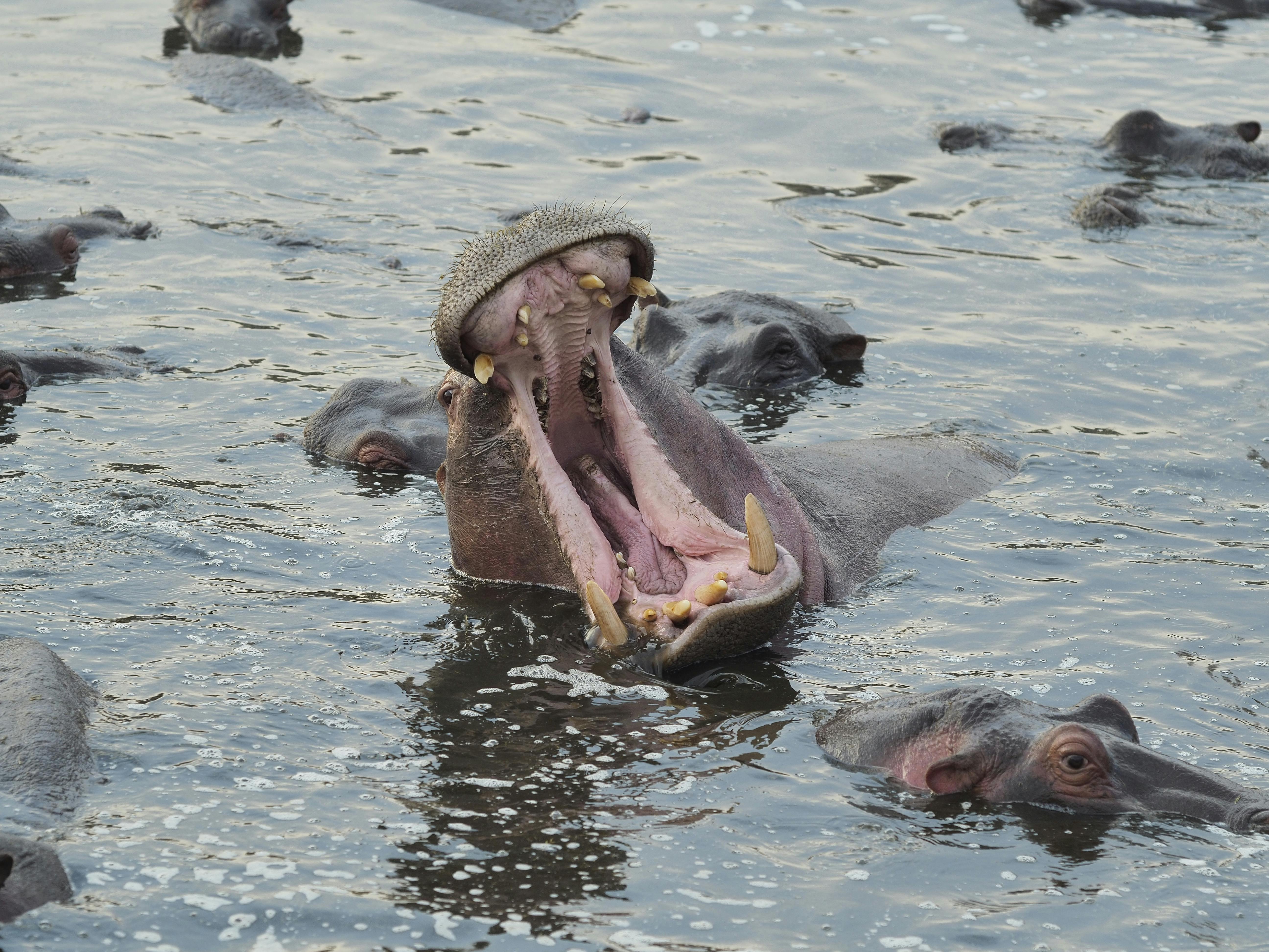 Hippos Photos, Download The BEST Free Hippos Stock Photos & HD Images