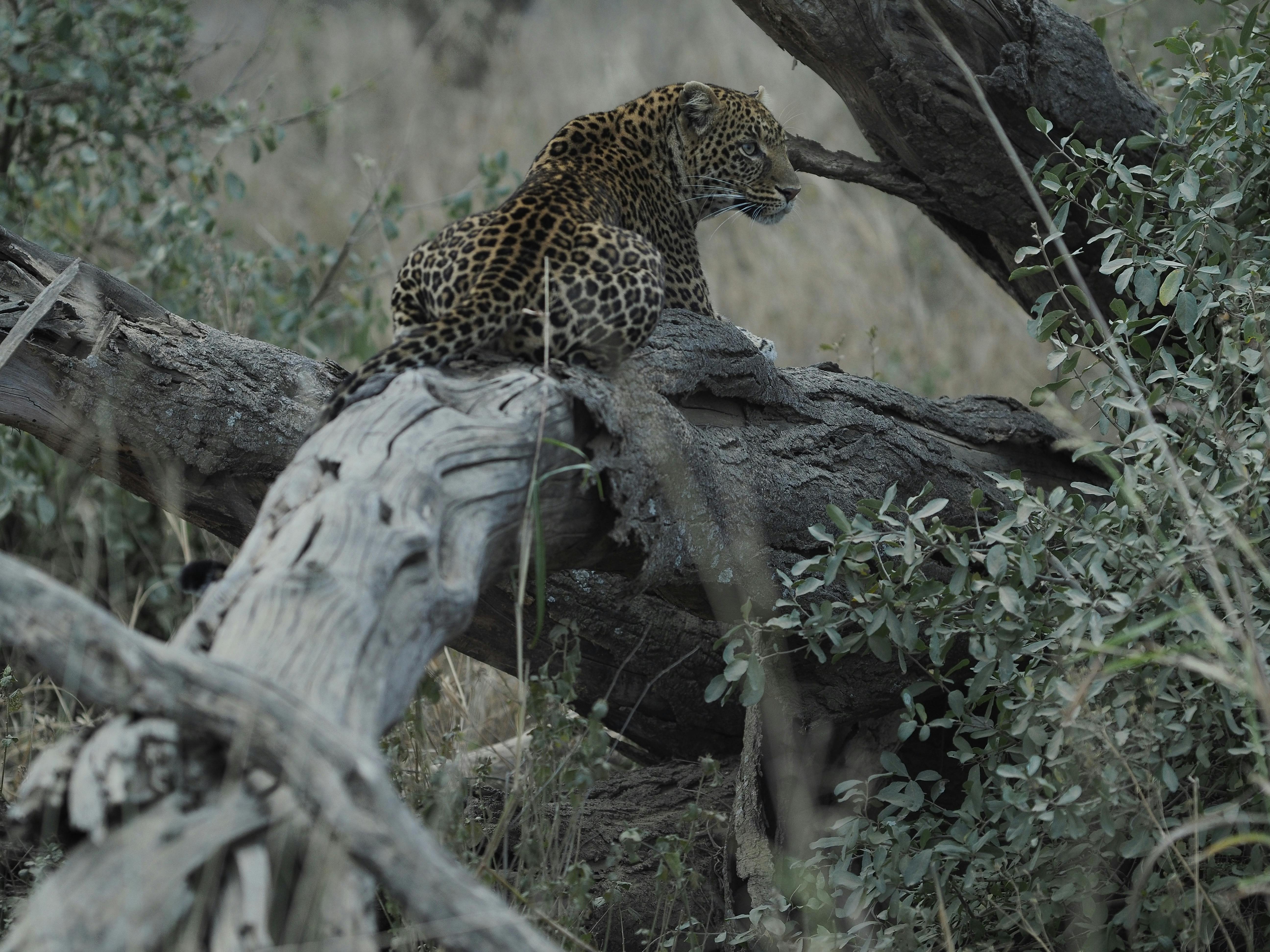 Photo of Leopard Lying on Tree Log · Free Stock Photo