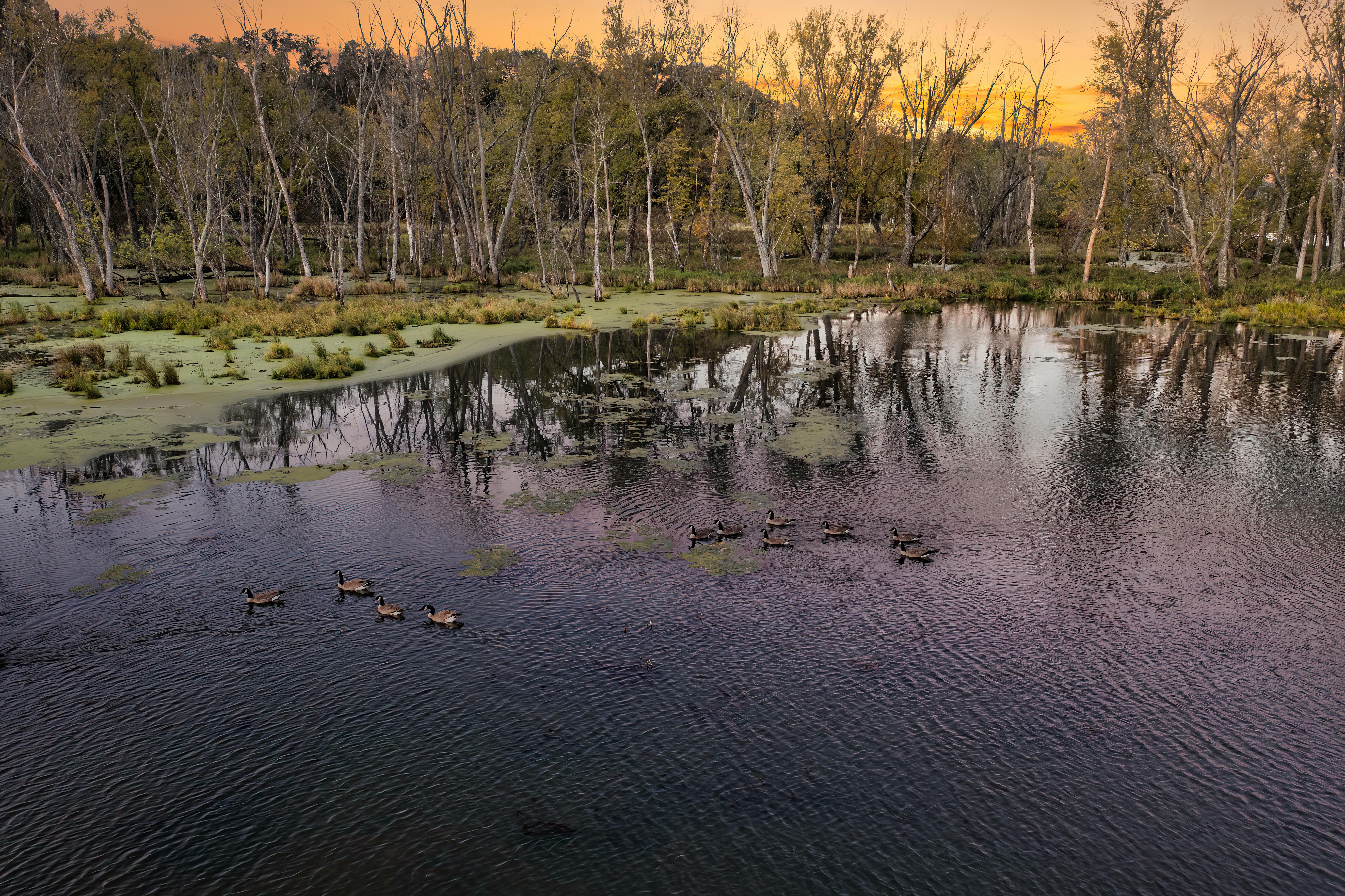 Ducks on Swamp at Sunset · Free Stock Photo