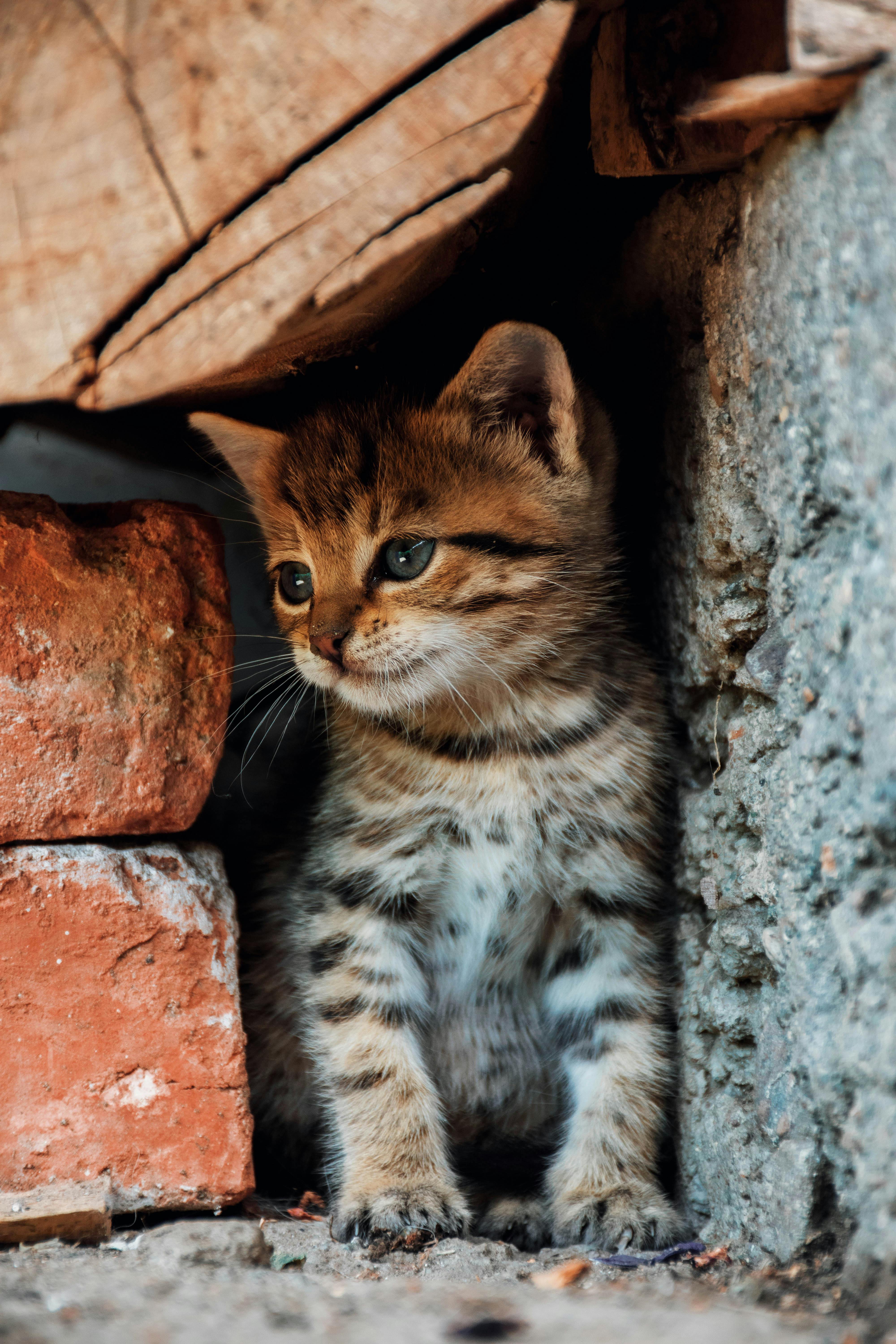 Kitten in Hole in Wall · Free Stock Photo