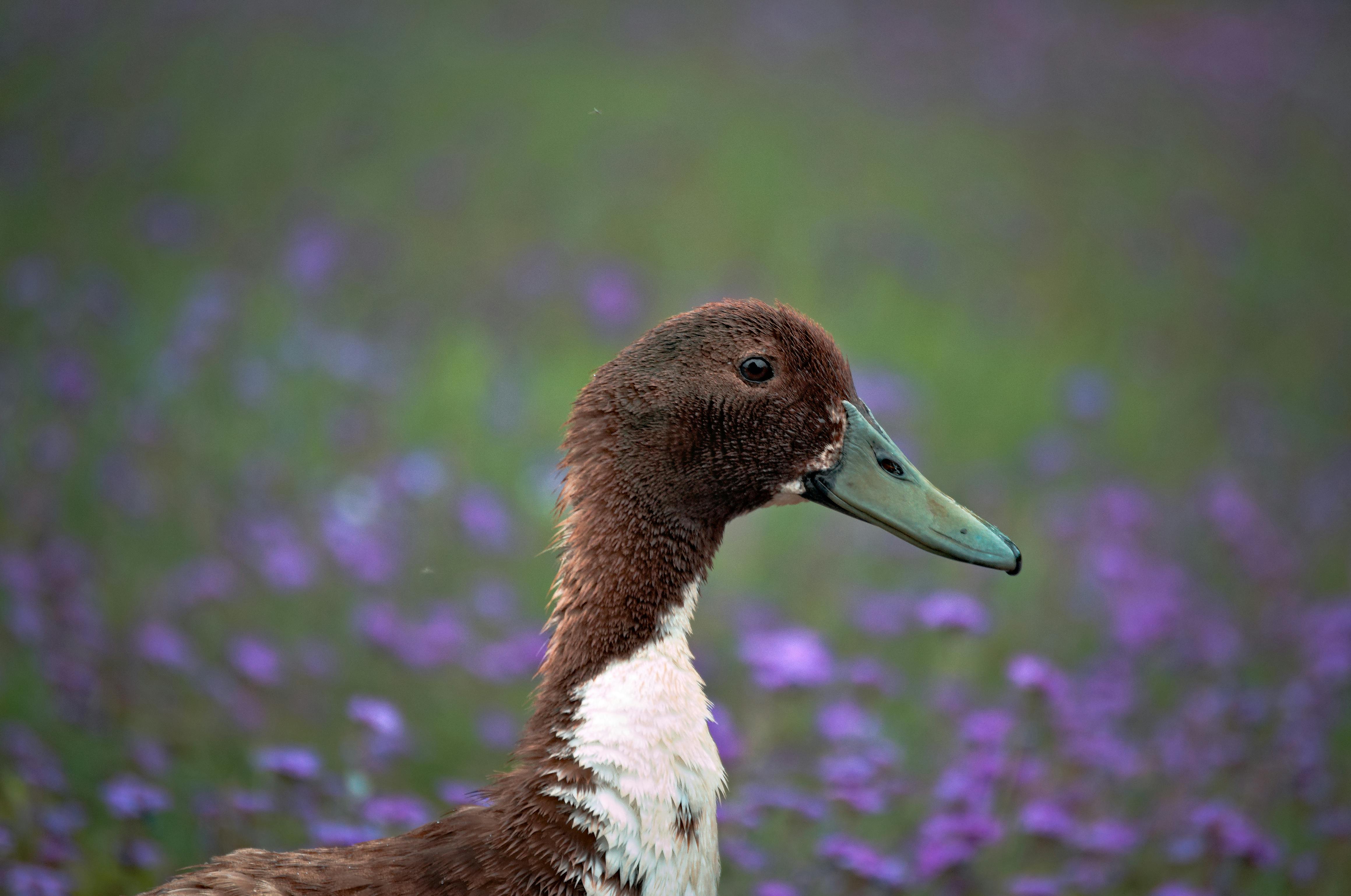 Indian Runner Duck Photos, Download The BEST Free Indian Runner Duck ...