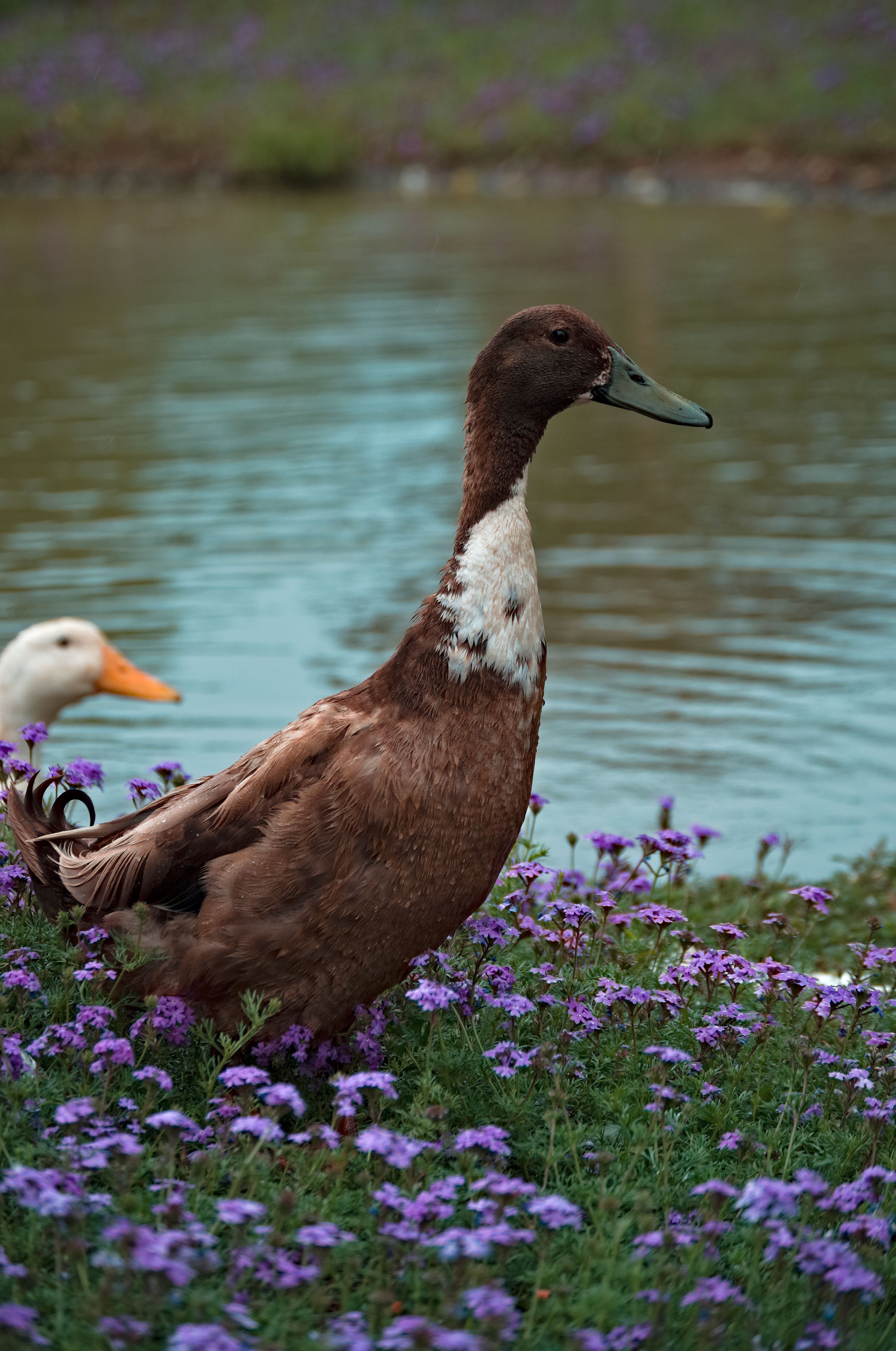 Indian Duck Photos, Download The BEST Free Indian Duck Stock Photos ...