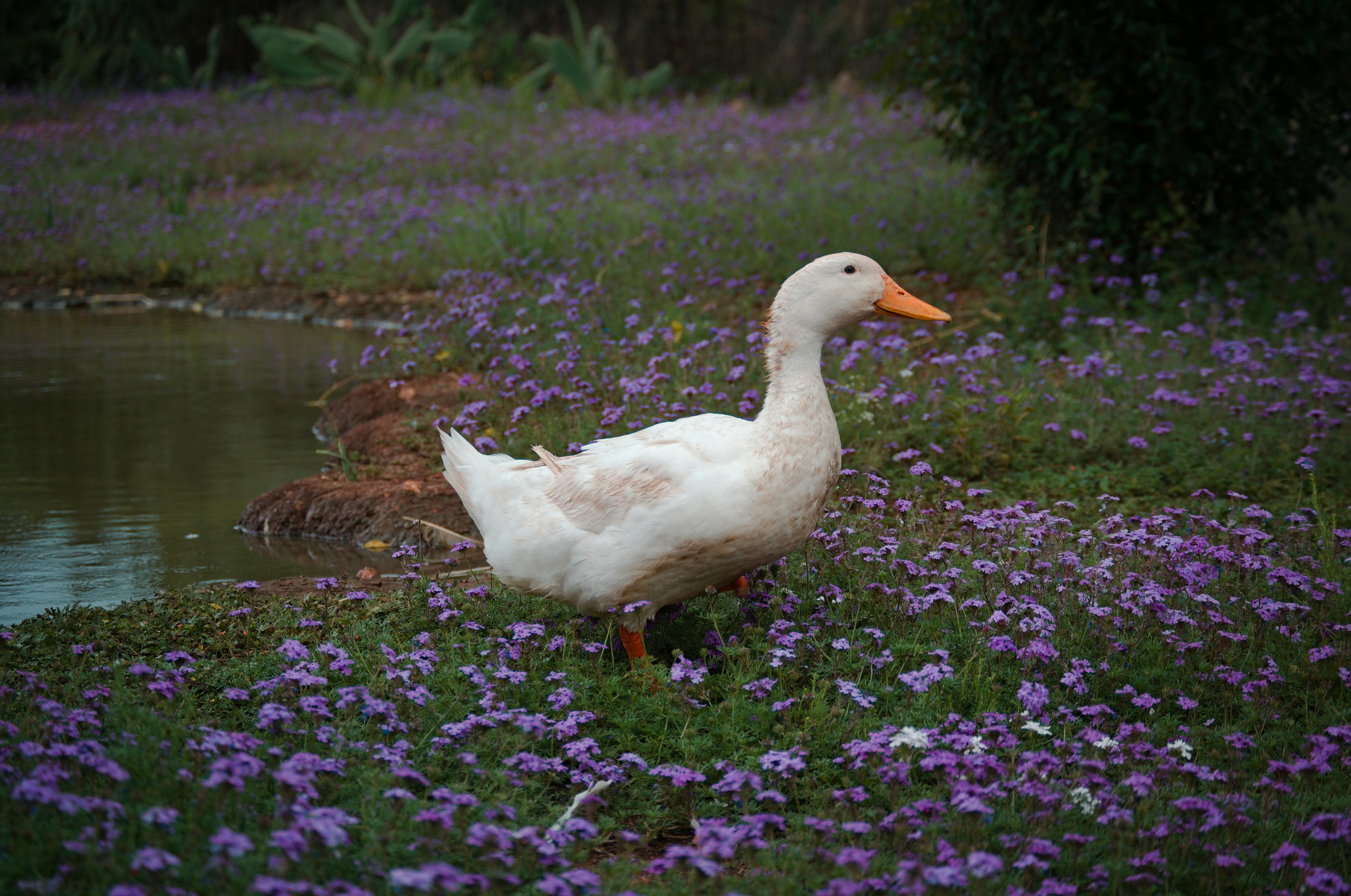 Duck Between Flowers near Pond · Free Stock Photo