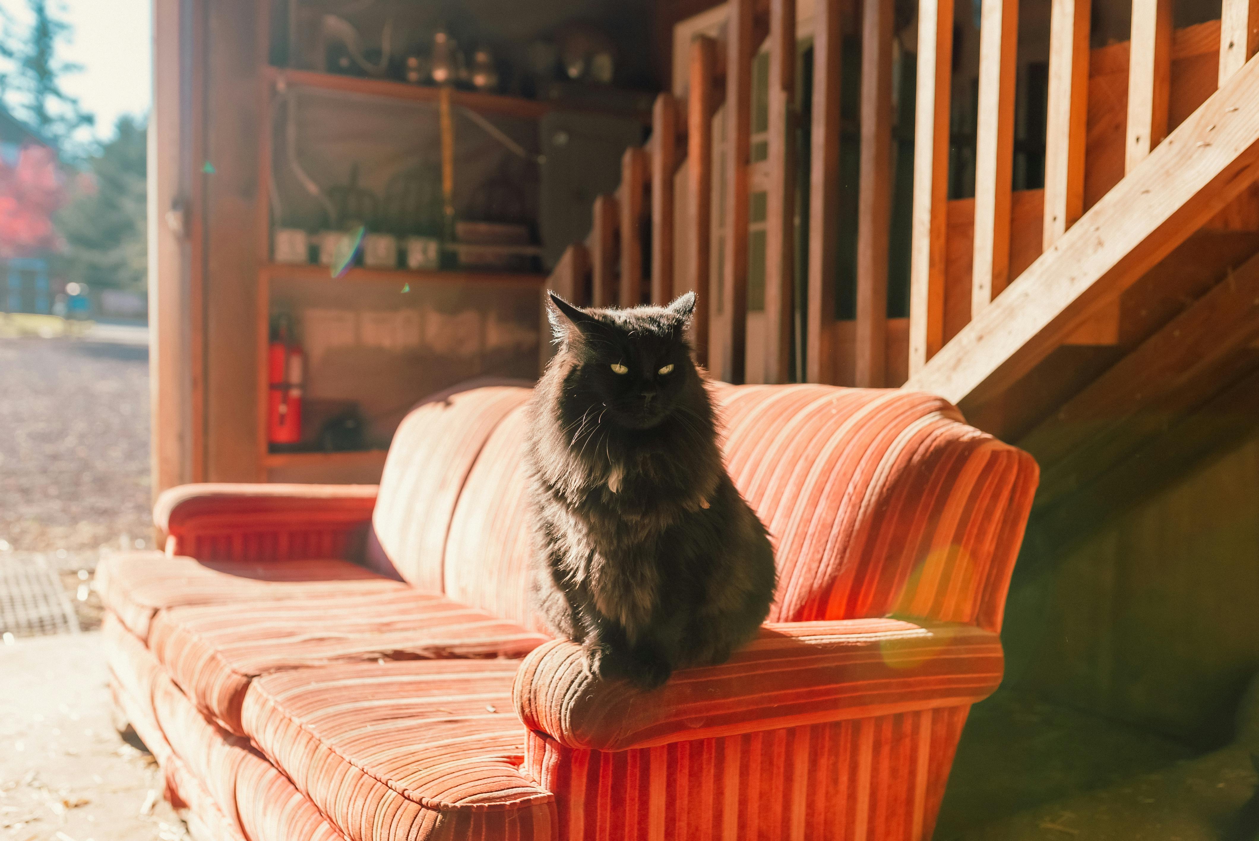 Black Cat on Sofa · Free Stock Photo