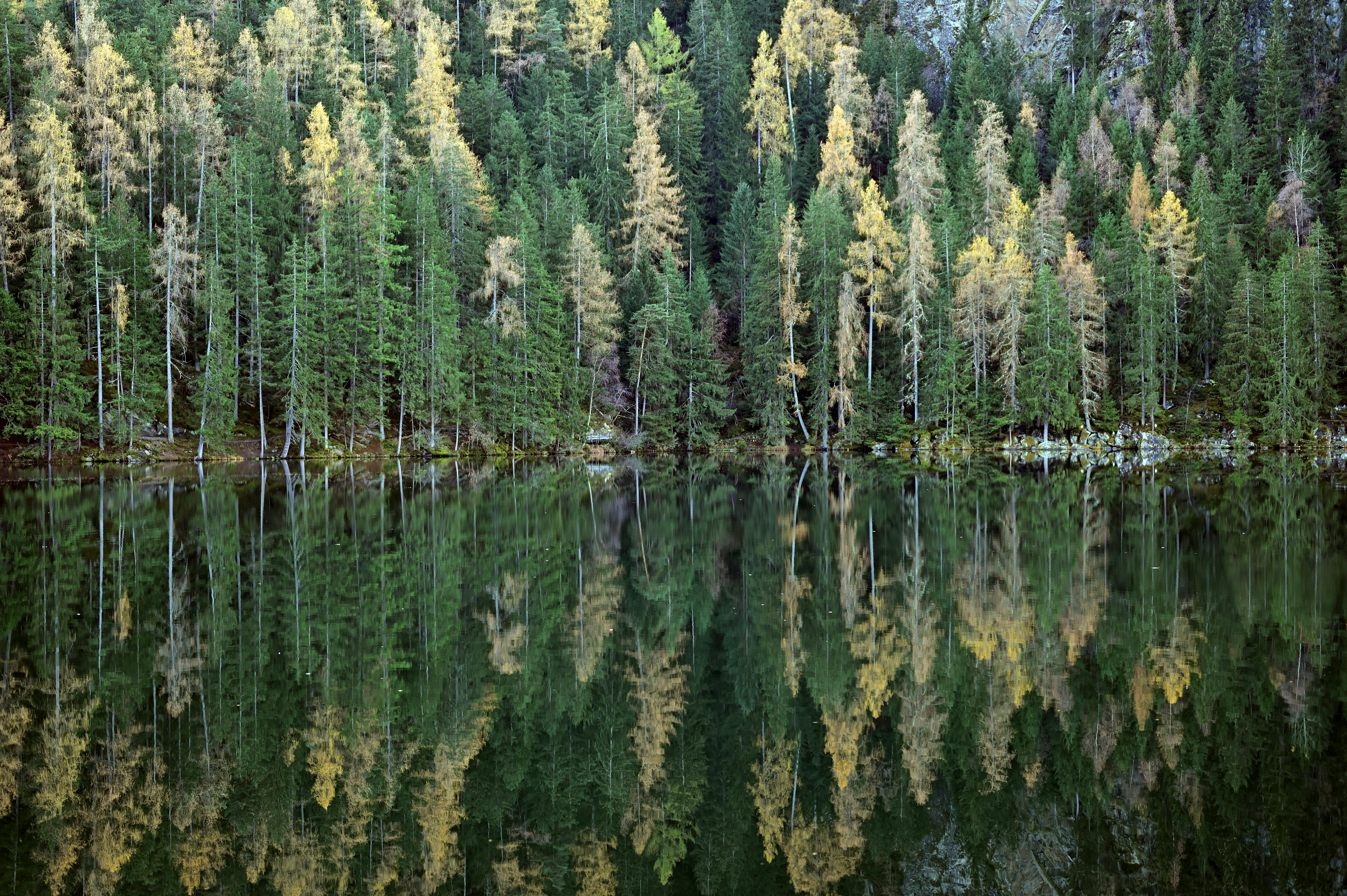 Reflection of Trees on Ripple Water · Free Stock Photo