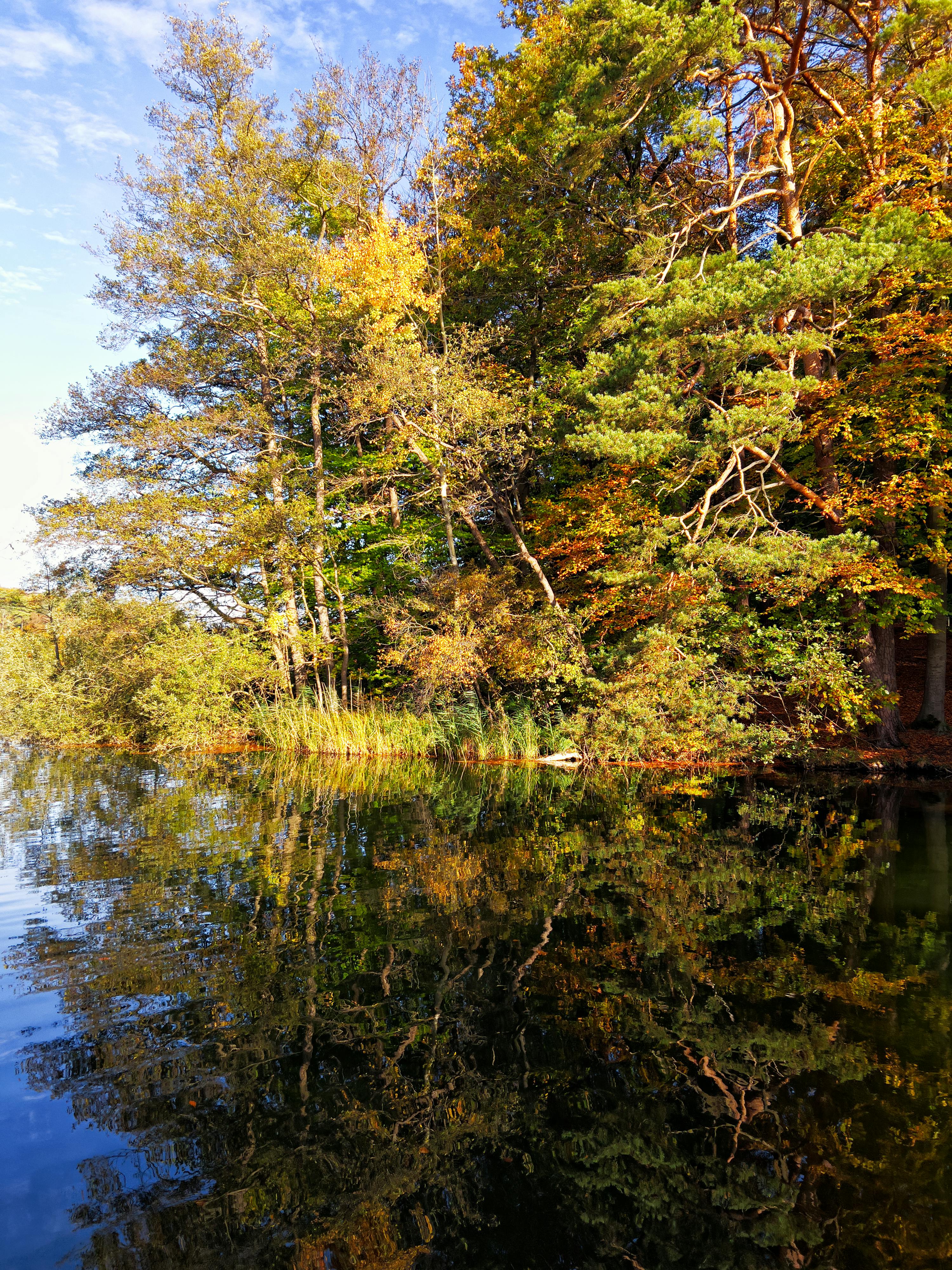 Green Trees Beside a River · Free Stock Photo