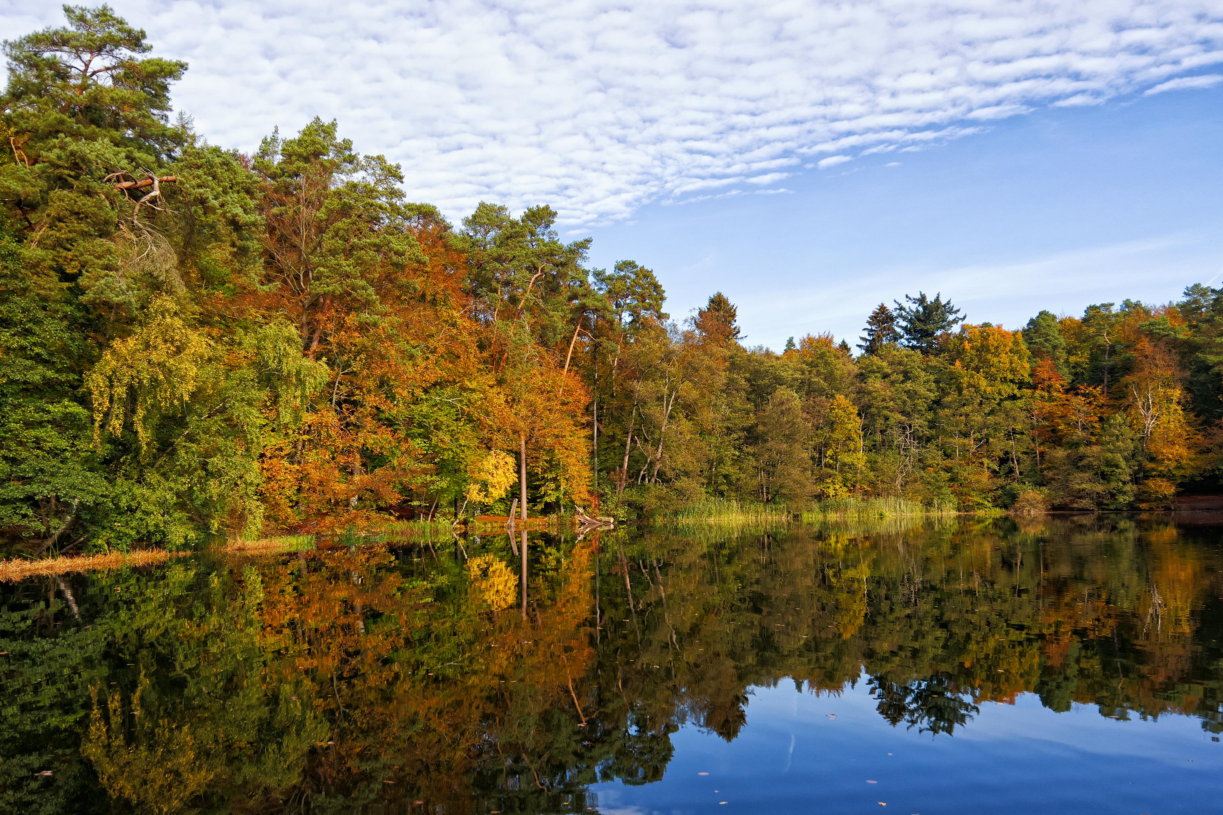 Trees near a Lake · Free Stock Photo