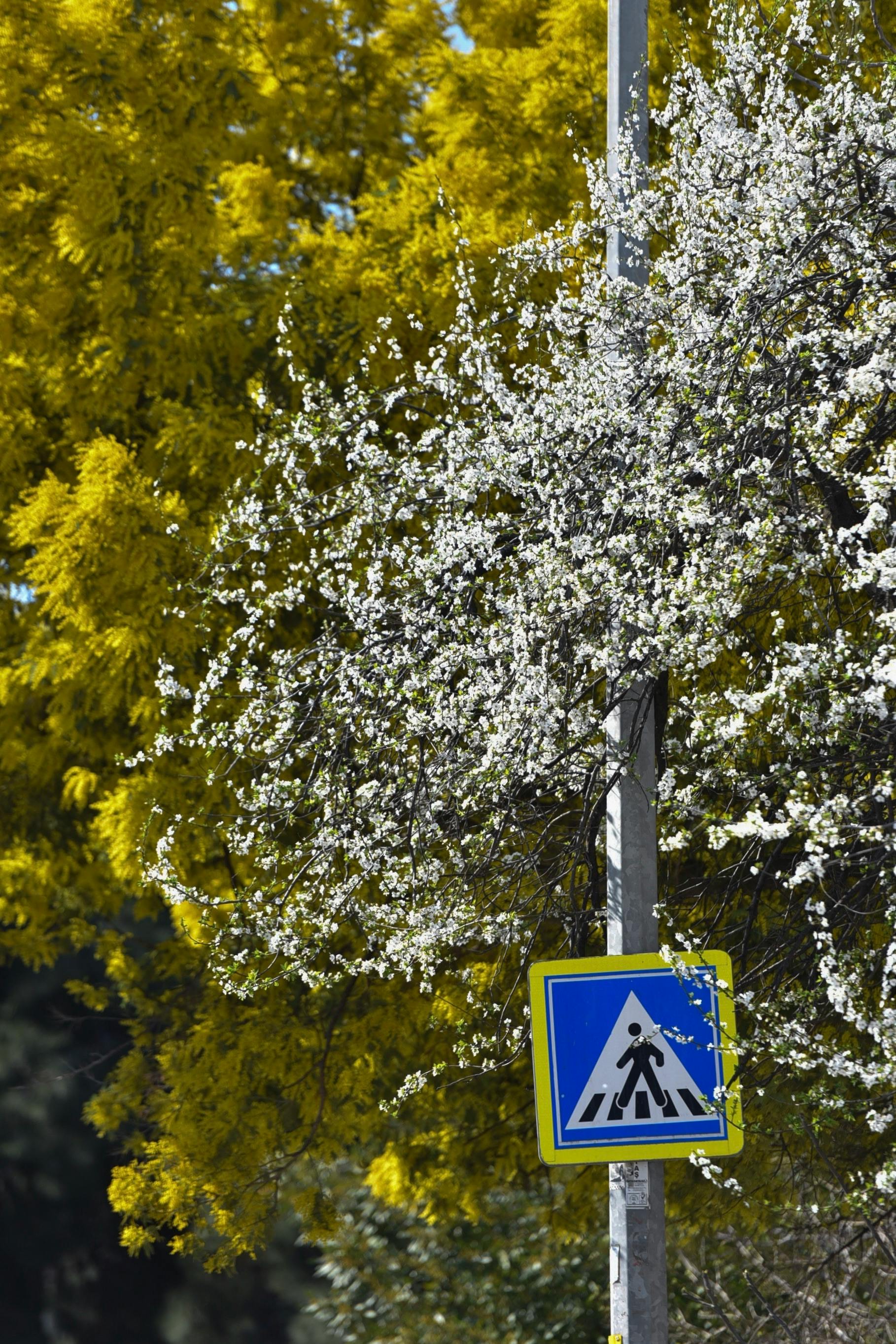 Blossoms on Tree behind Road Sign · Free Stock Photo