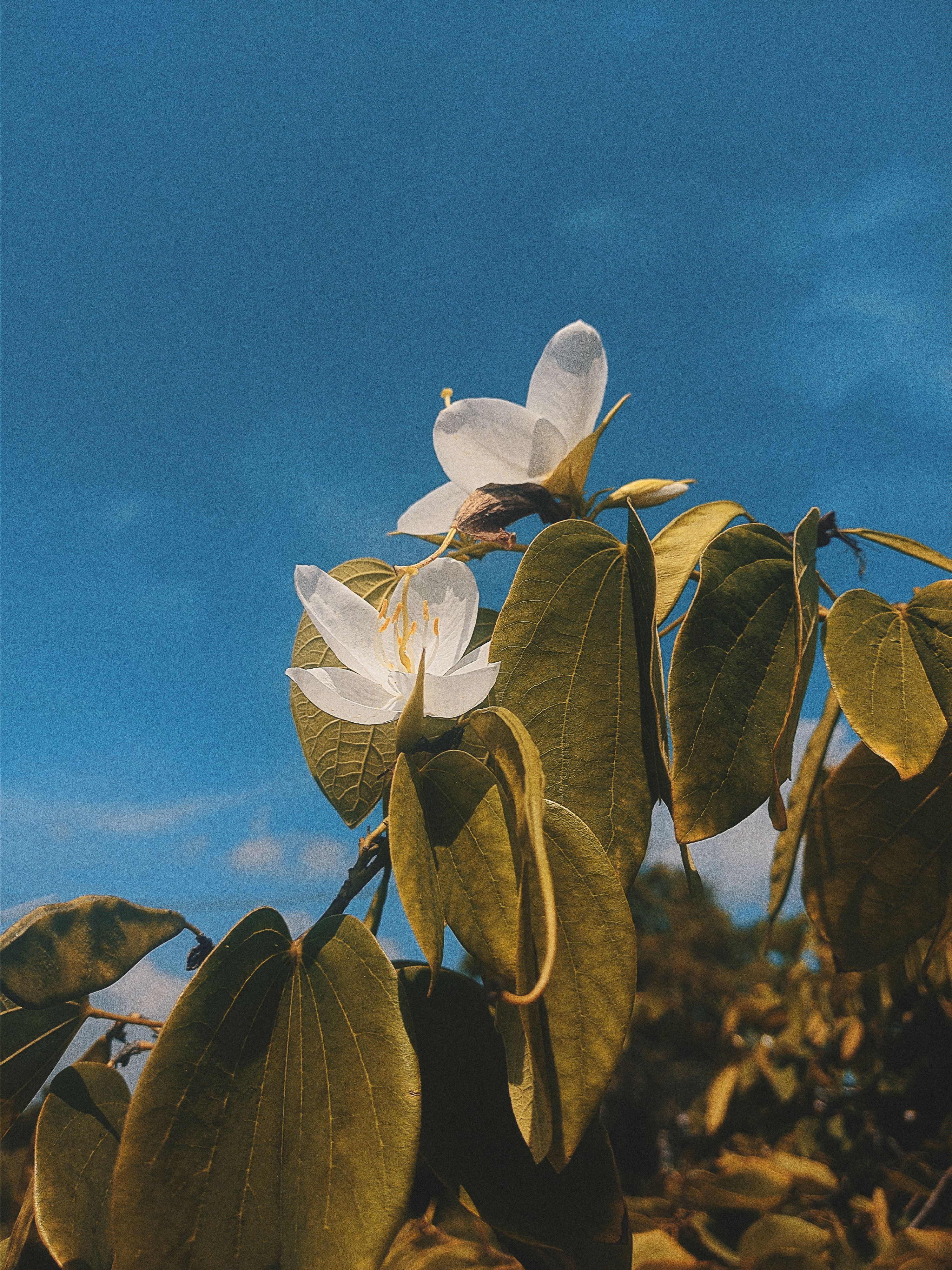 A Close-Up Shot of Bauhinia Acuminata · Free Stock Photo