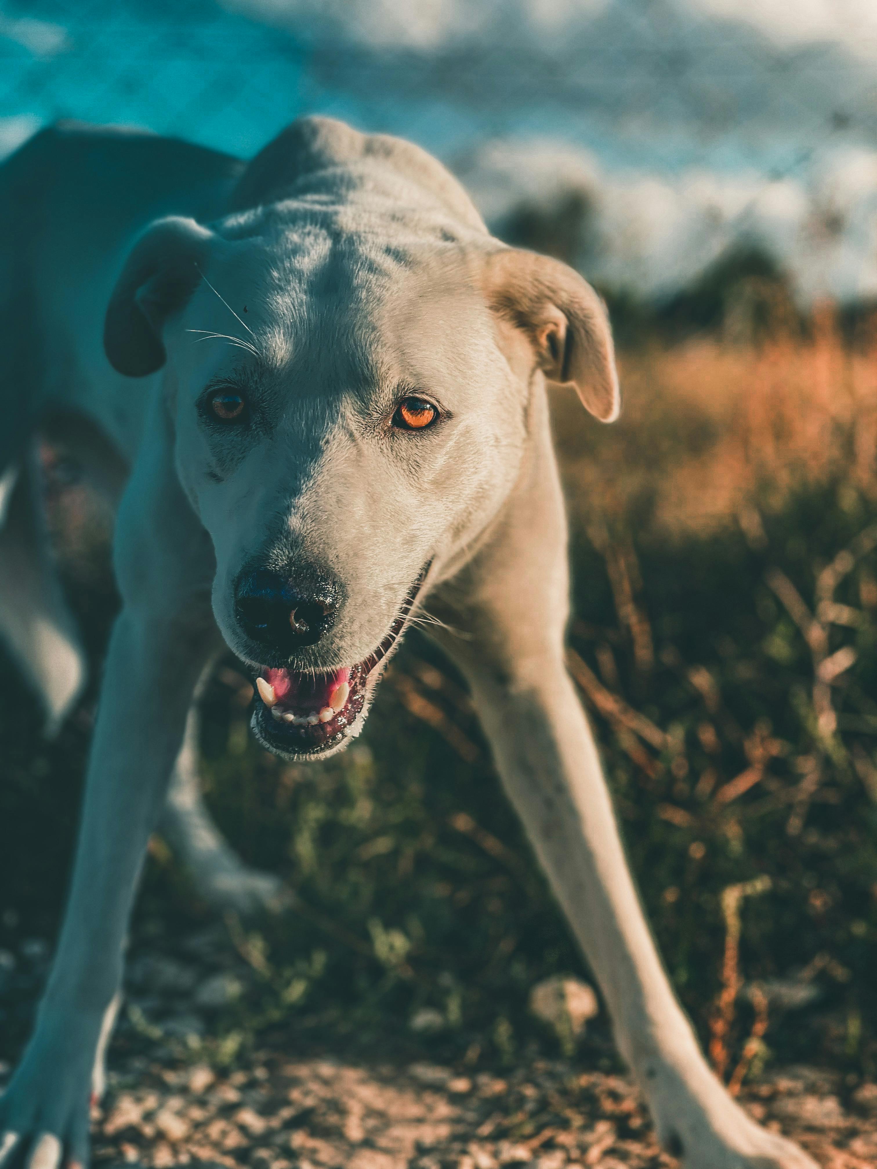 White Short Coated Dog in Close-up Shot · Free Stock Photo
