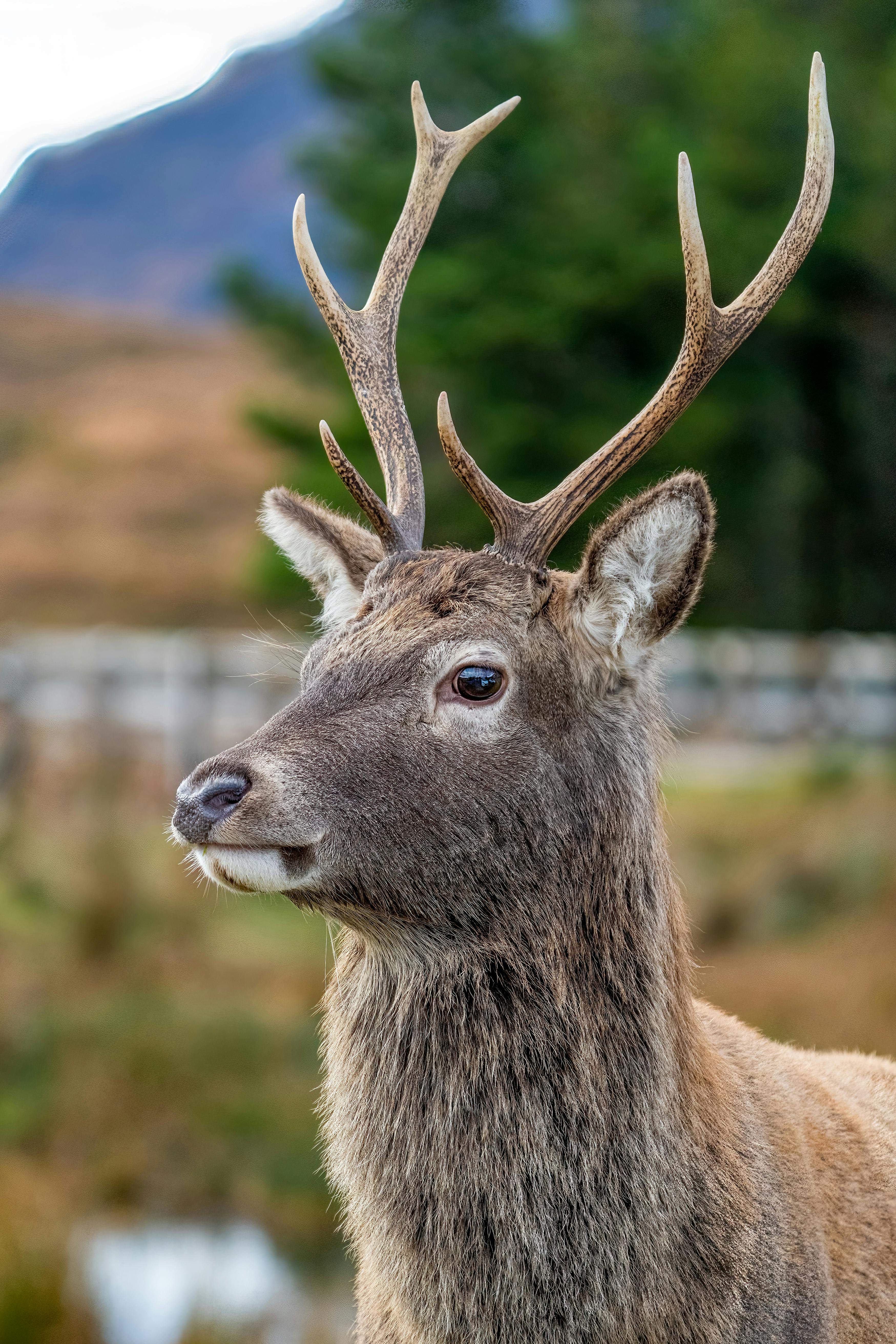 Close Up Photo of a Deer · Free Stock Photo
