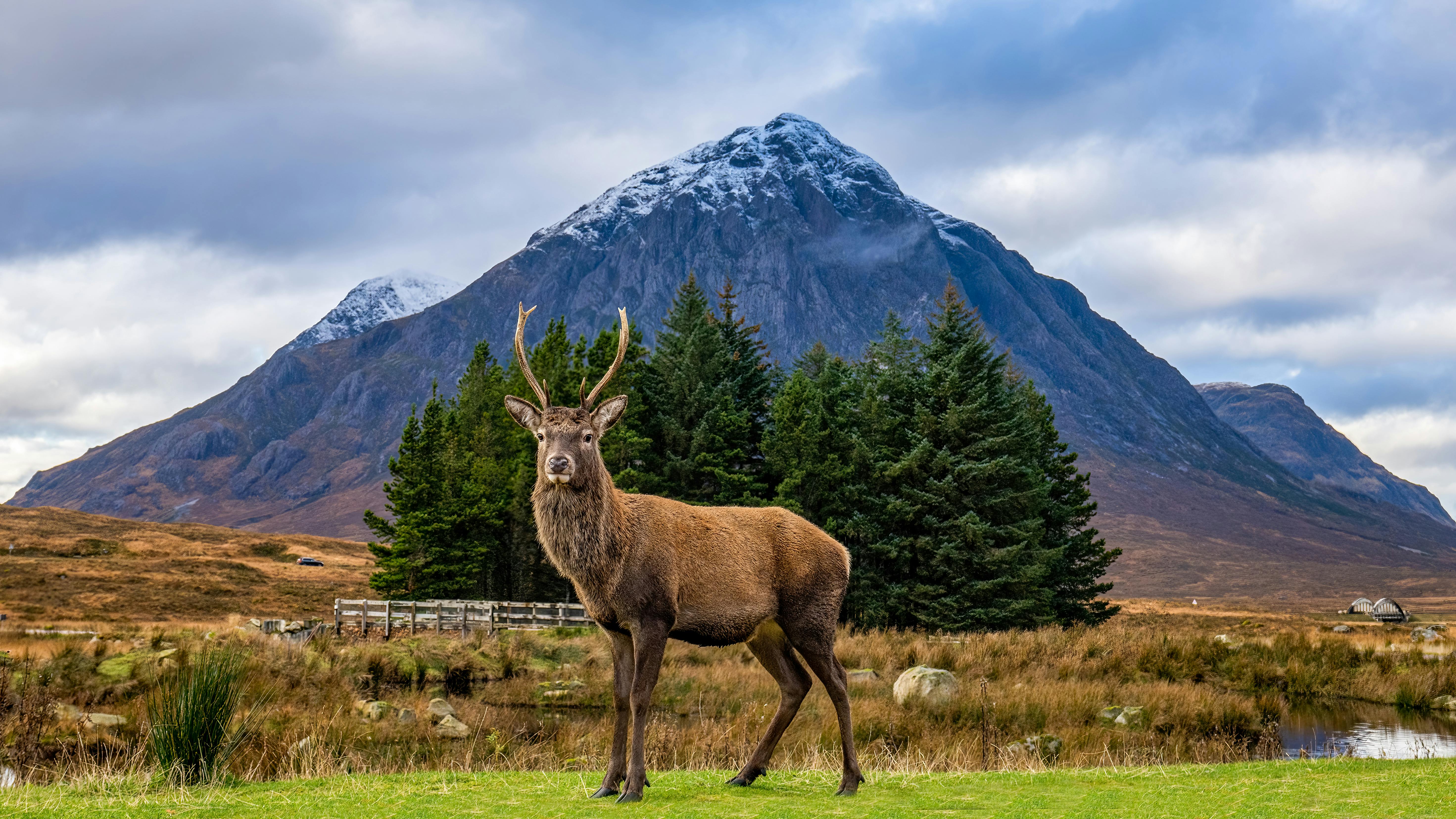 Deer in front of Majestic Mountain · Free Stock Photo