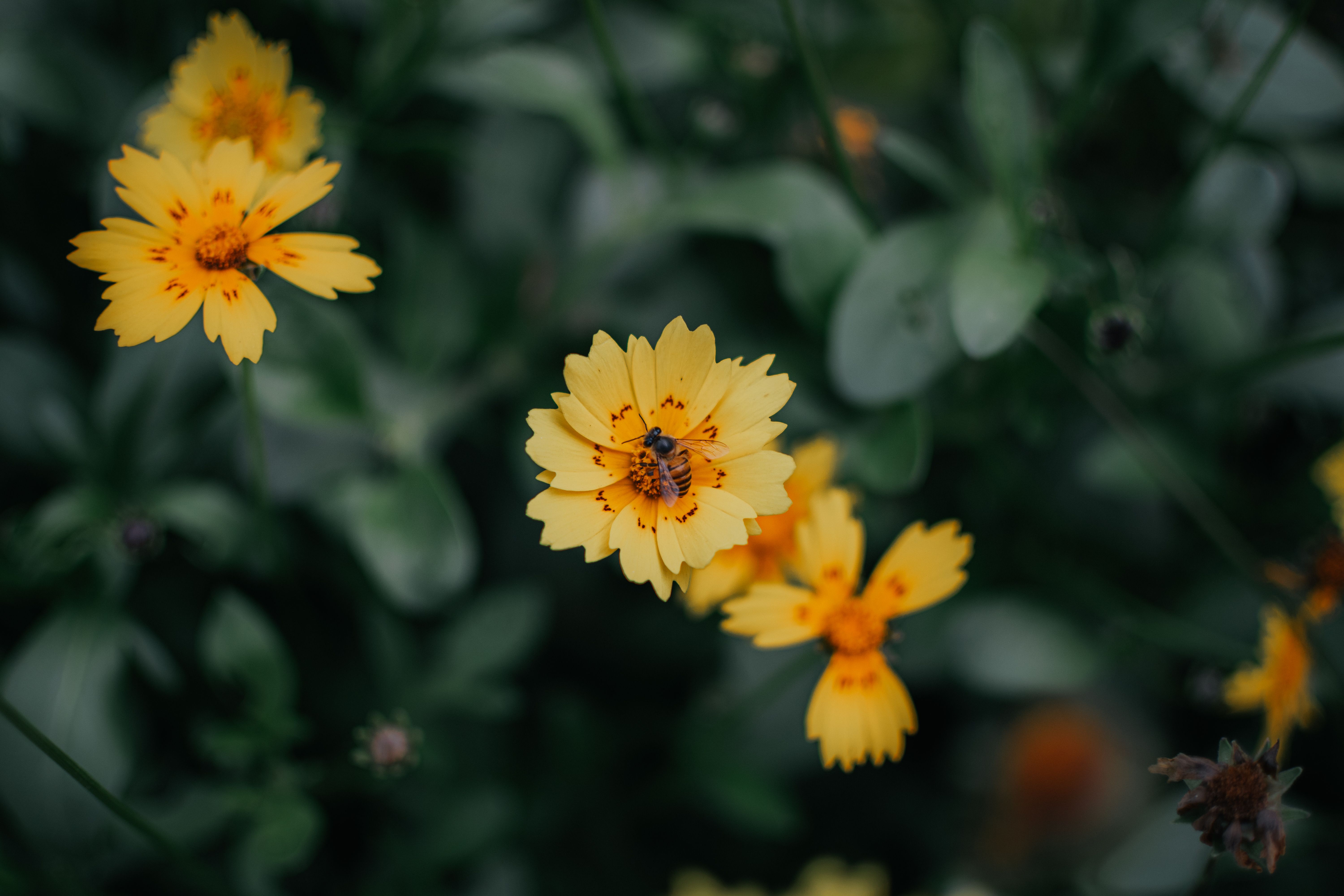 Flores Marrones De 4 Pétalos · Foto de stock gratuita