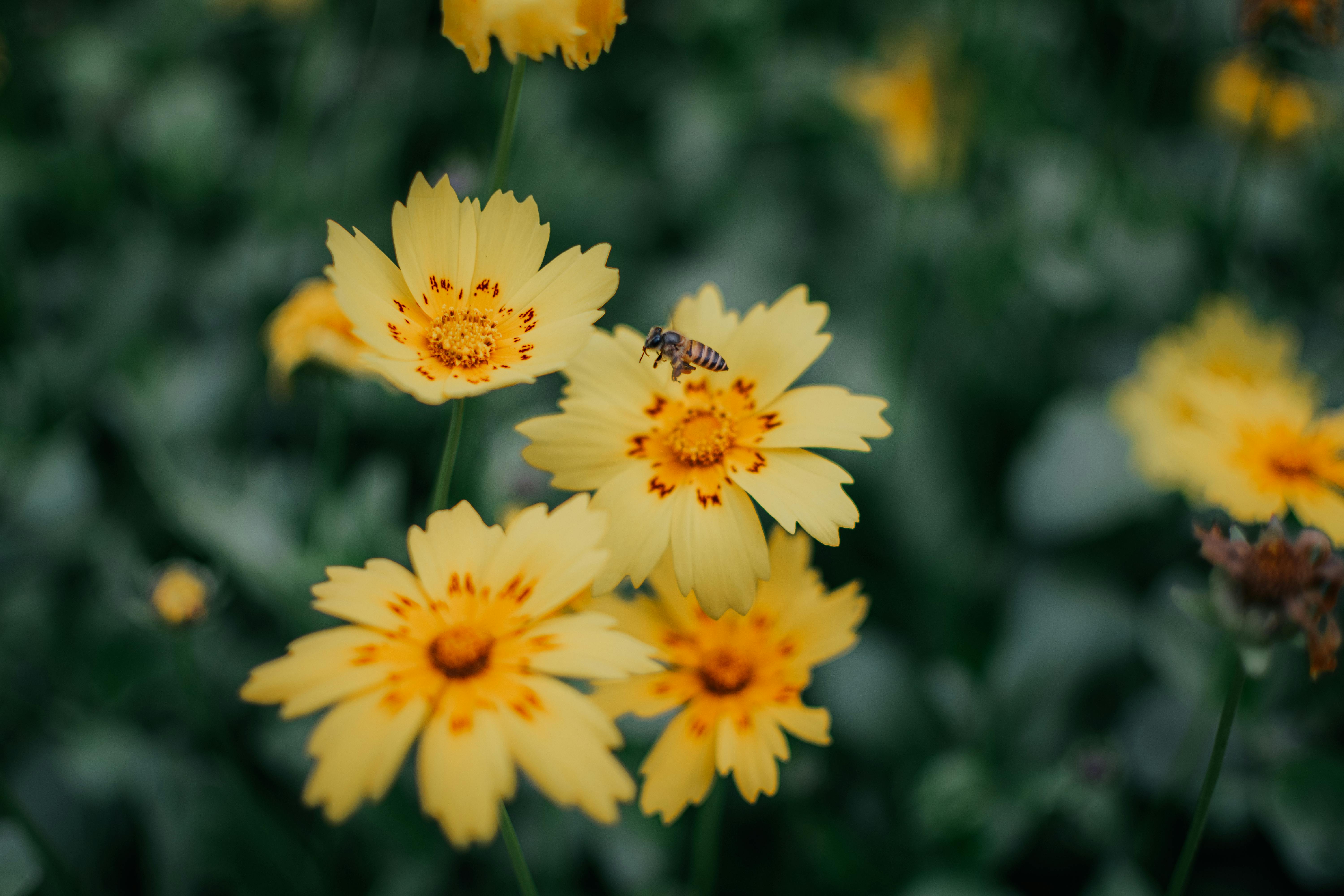 Close Up Photo of Bee on Yellow Flower · Free Stock Photo