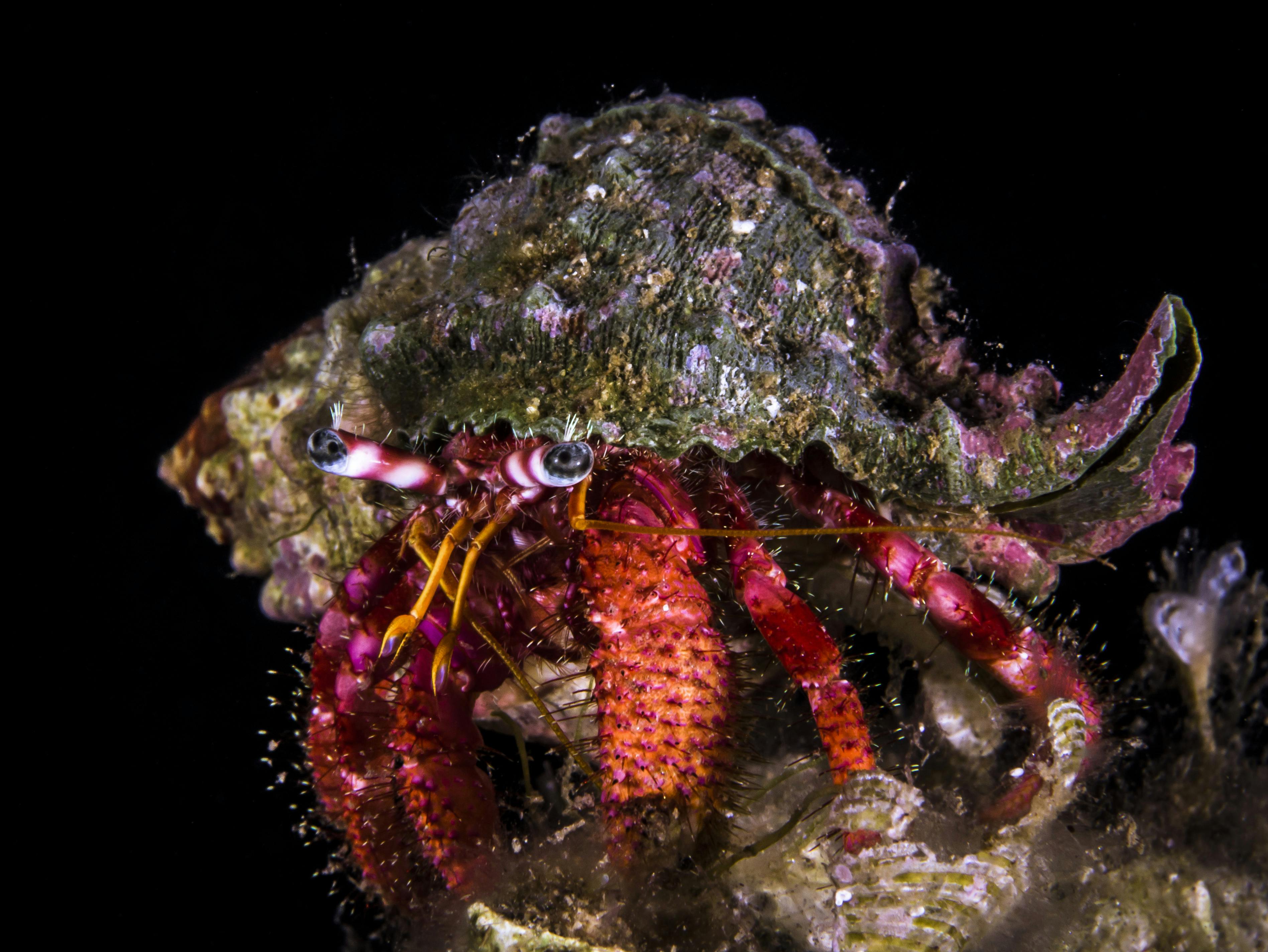 Perro Y Animal Photos, Download Free Perro Y Animal Stock Photos & HD ...