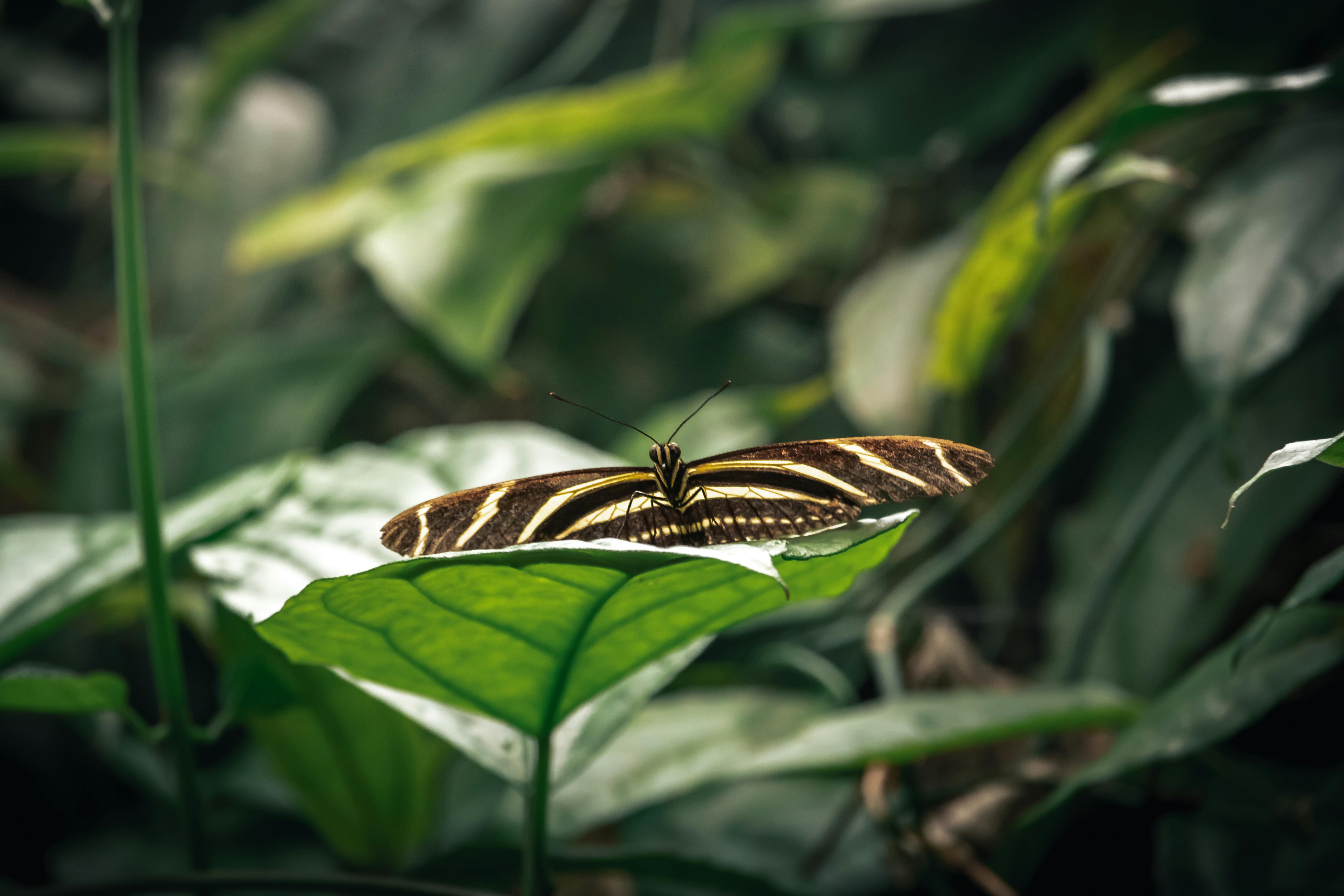 Butterfly 4k Wallpaper Photos, Download The BEST Free Butterfly 4k ...