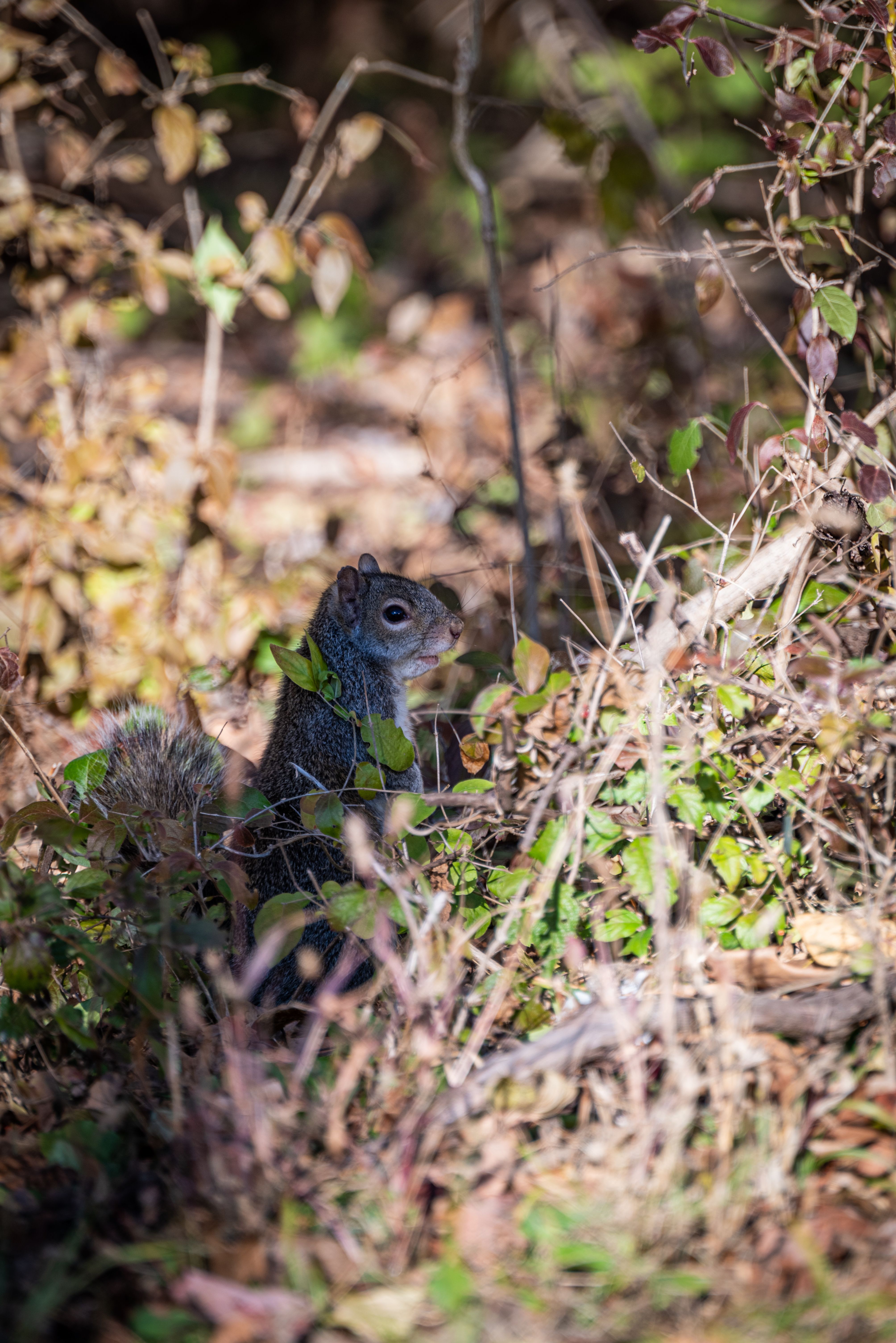 Close-Up Shot of a Grey Squirrel · Free Stock Photo