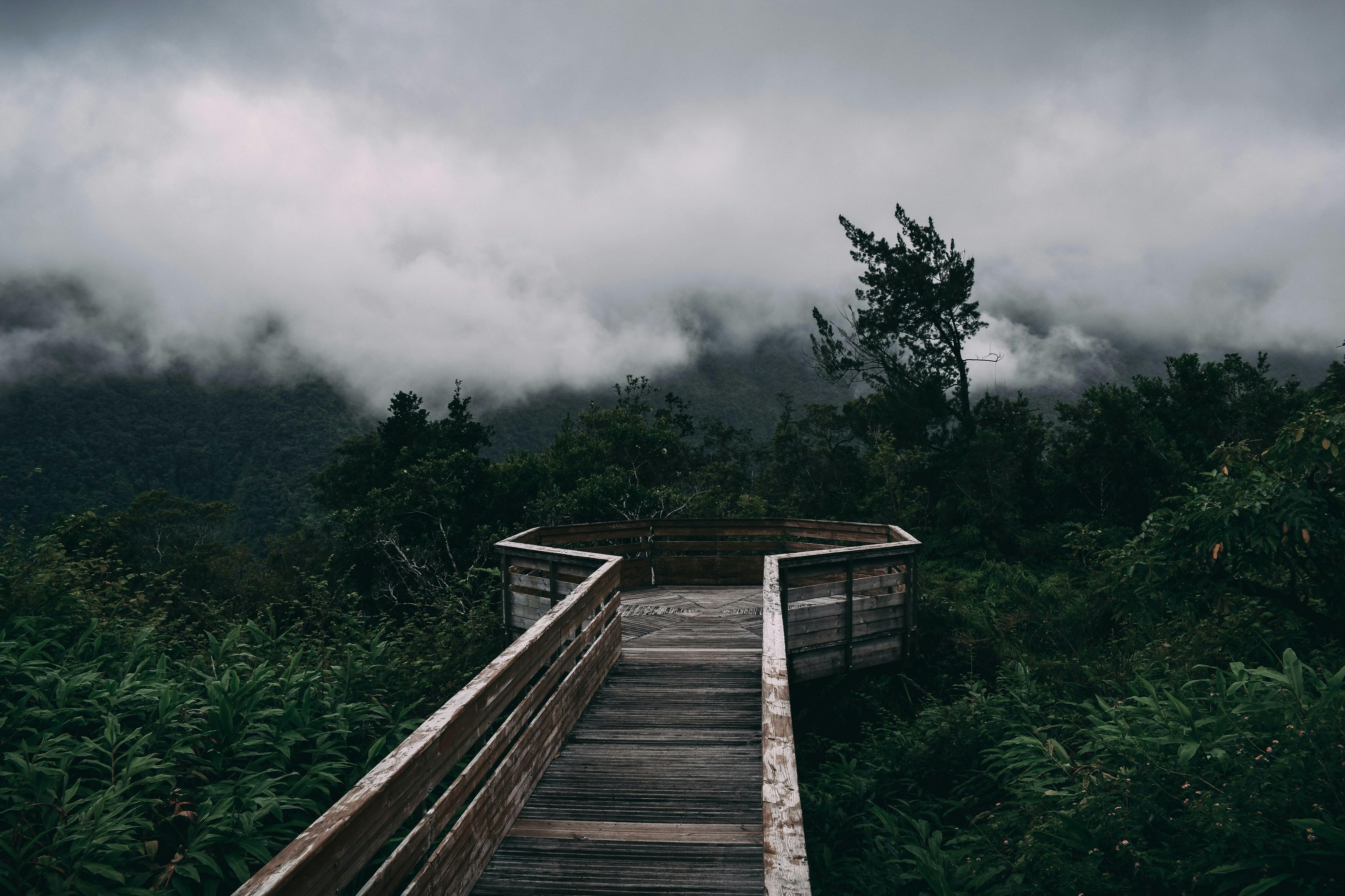Building Between Trees · Free Stock Photo