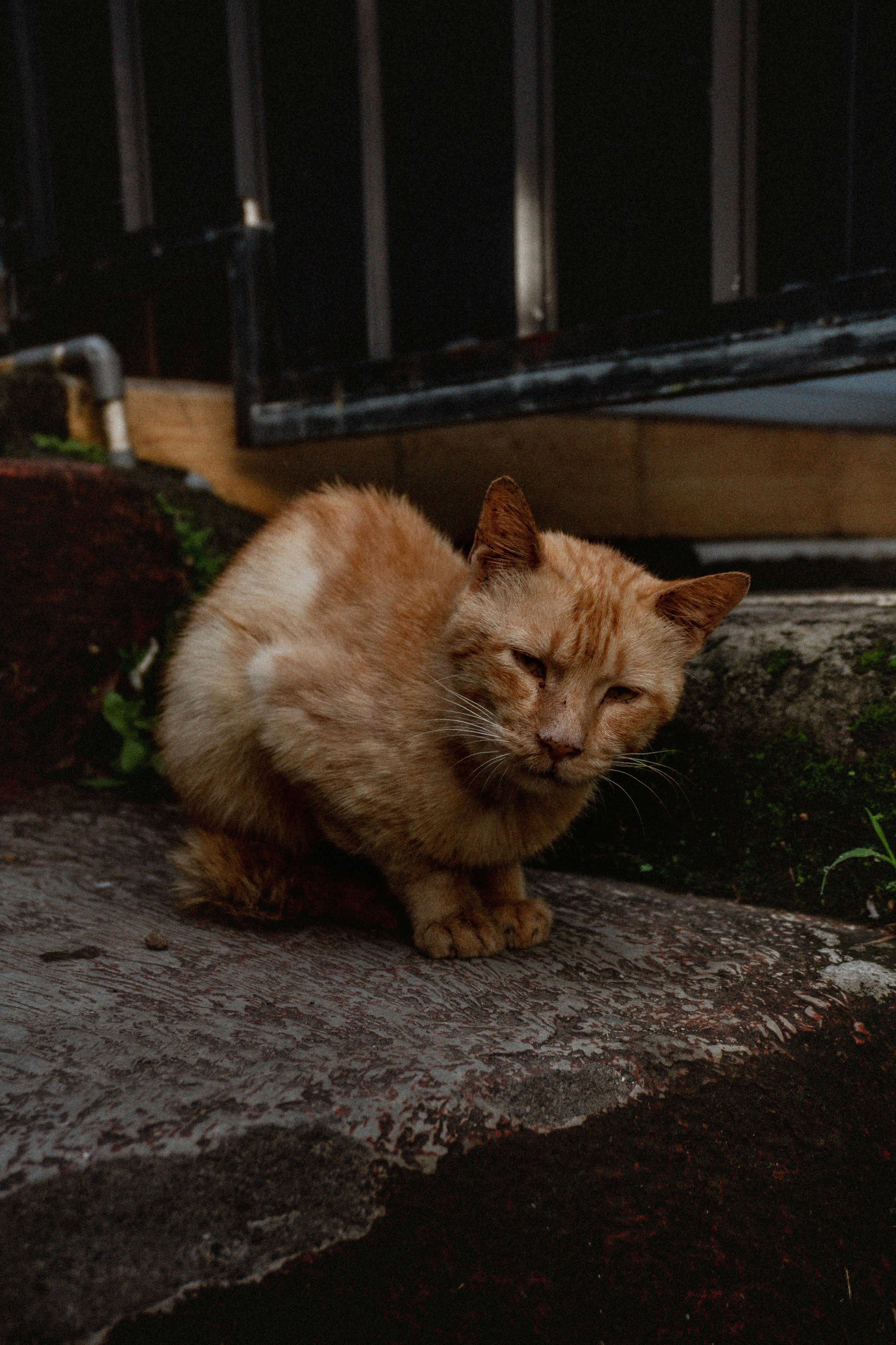 Grey Tabby Cat Sitting on Ground · Free Stock Photo