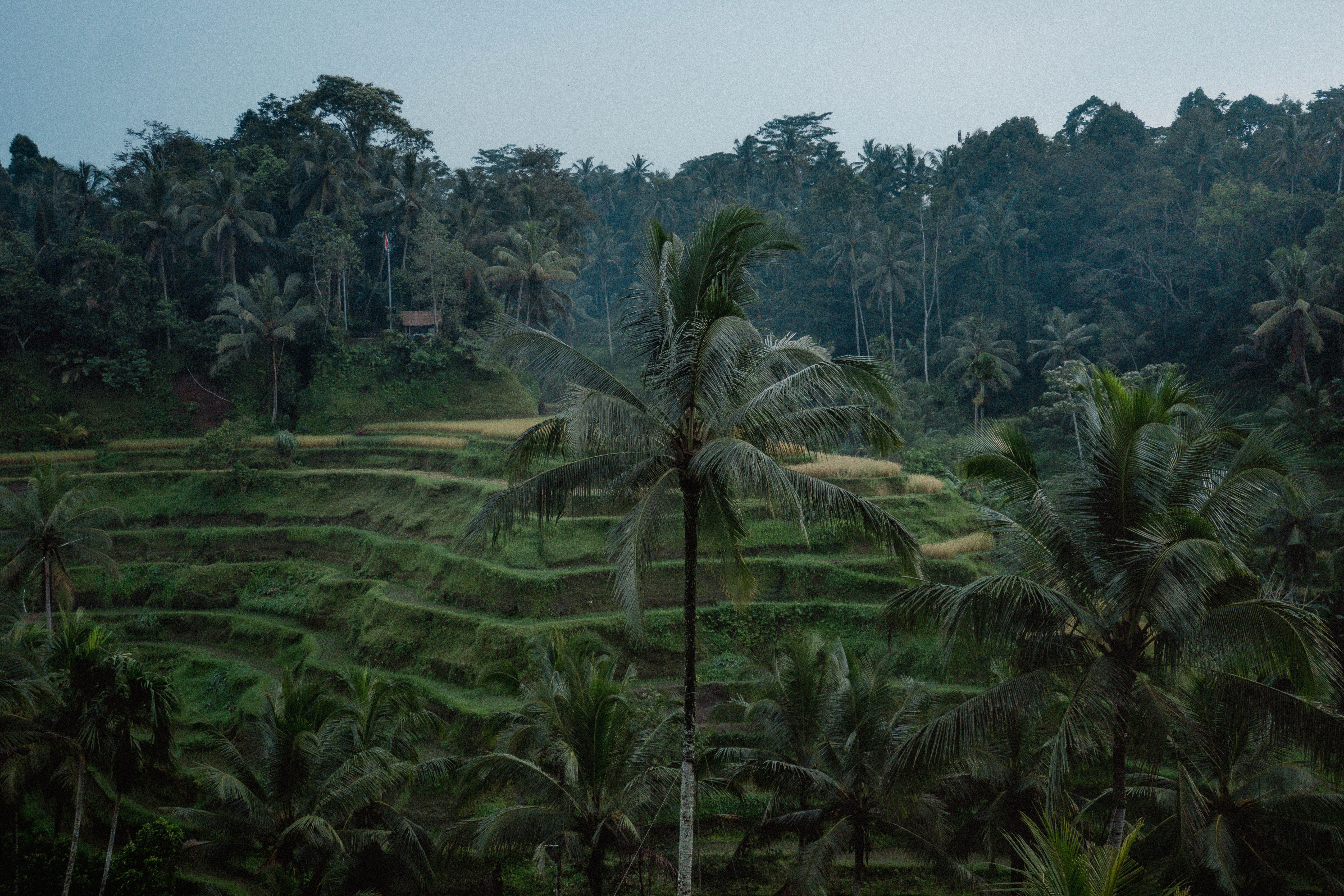 Trees and Terraced Field · Free Stock Photo