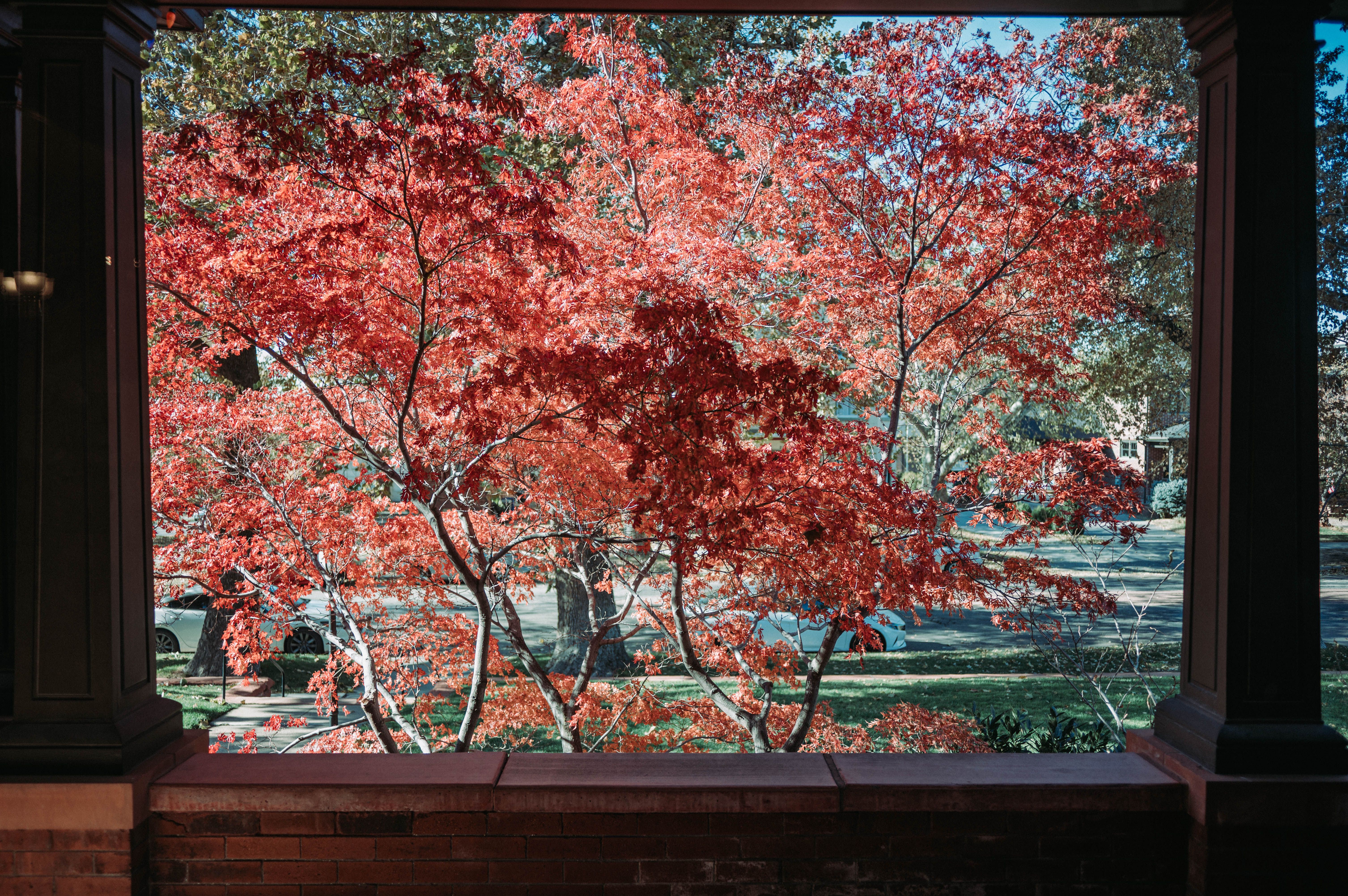 View of Autumn Trees from the Terrace · Free Stock Photo