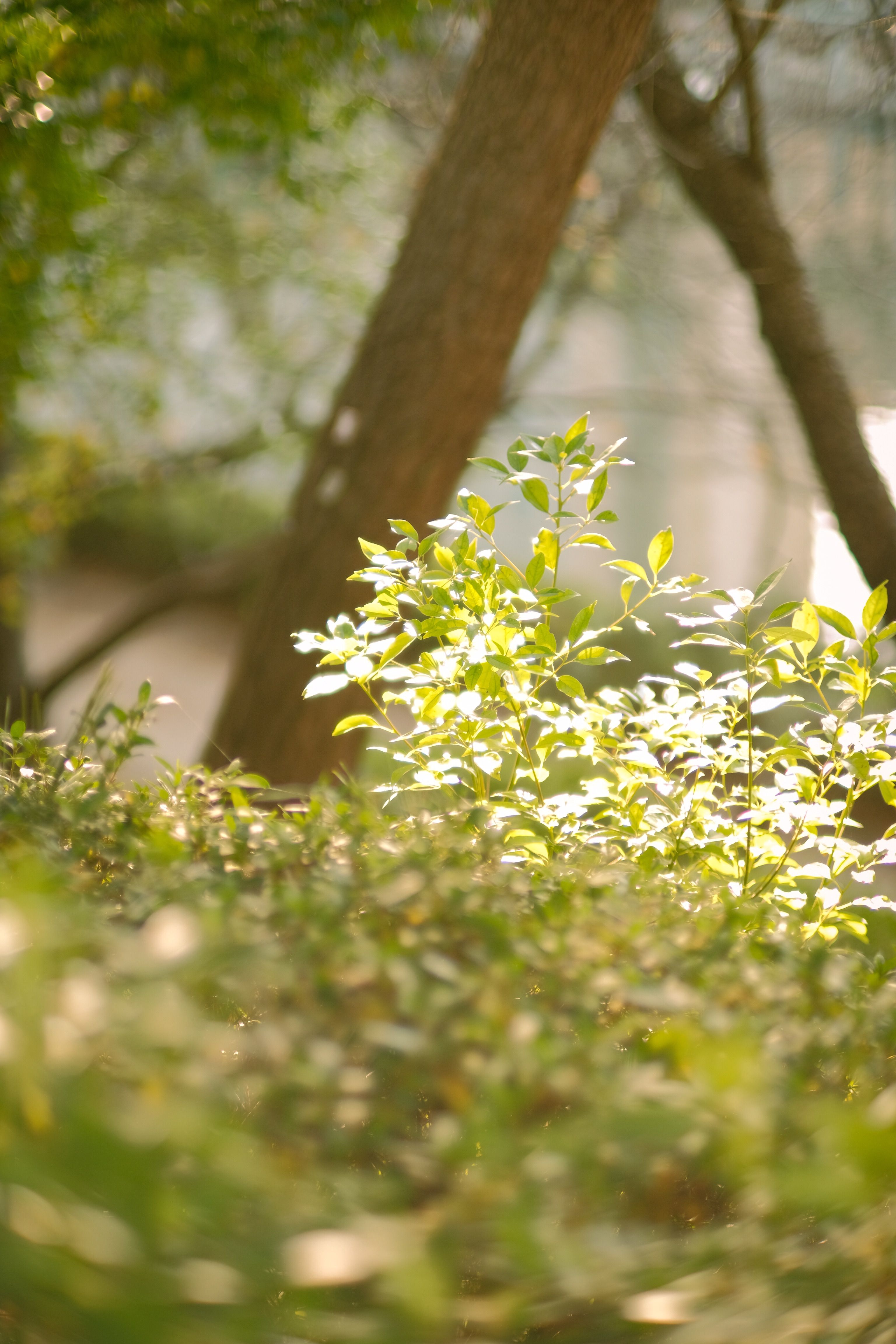Photo of Tree Leaves · Free Stock Photo
