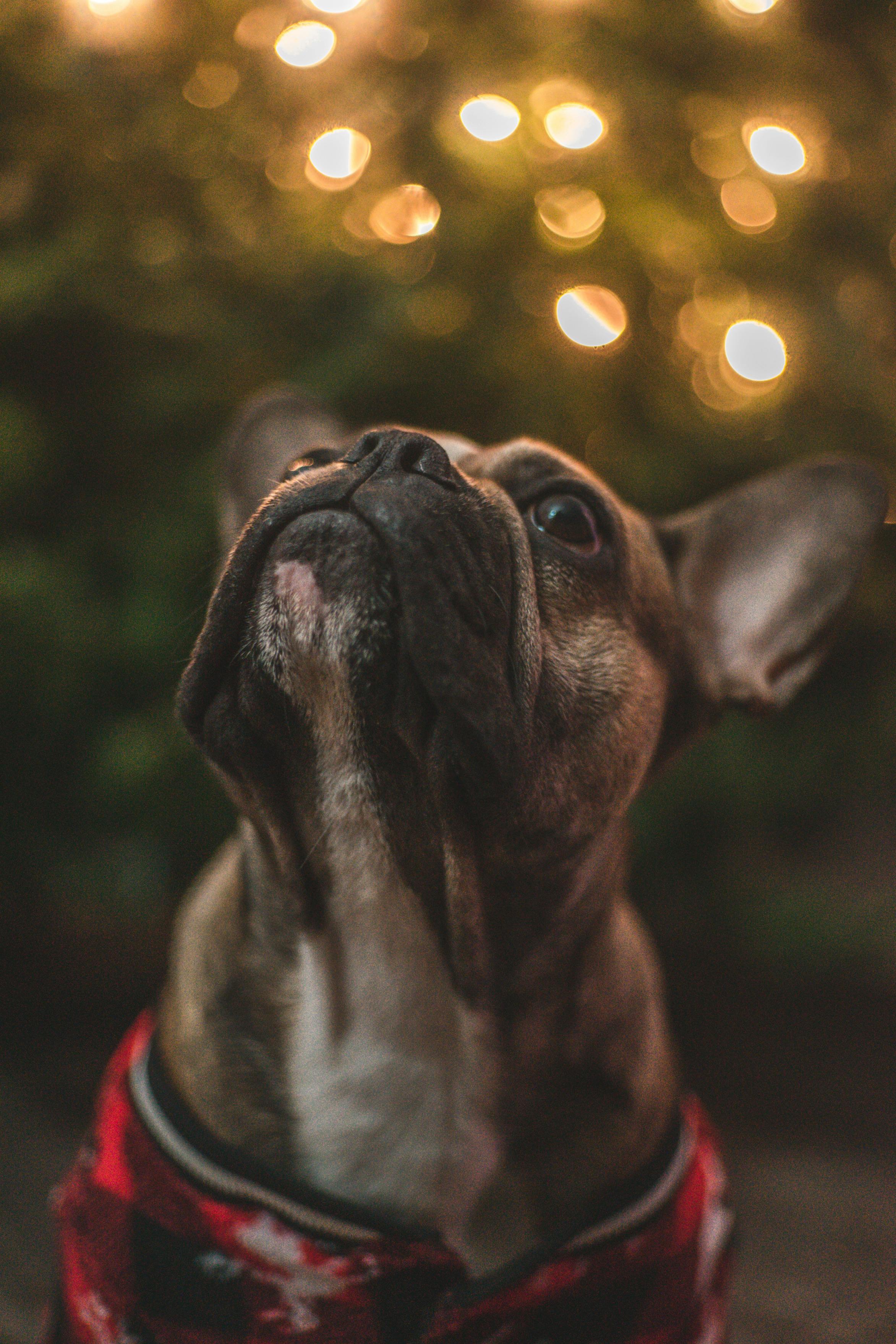 Retrato De Un Bulldog Francés Con Un Suéter Navideño · Foto de stock ...
