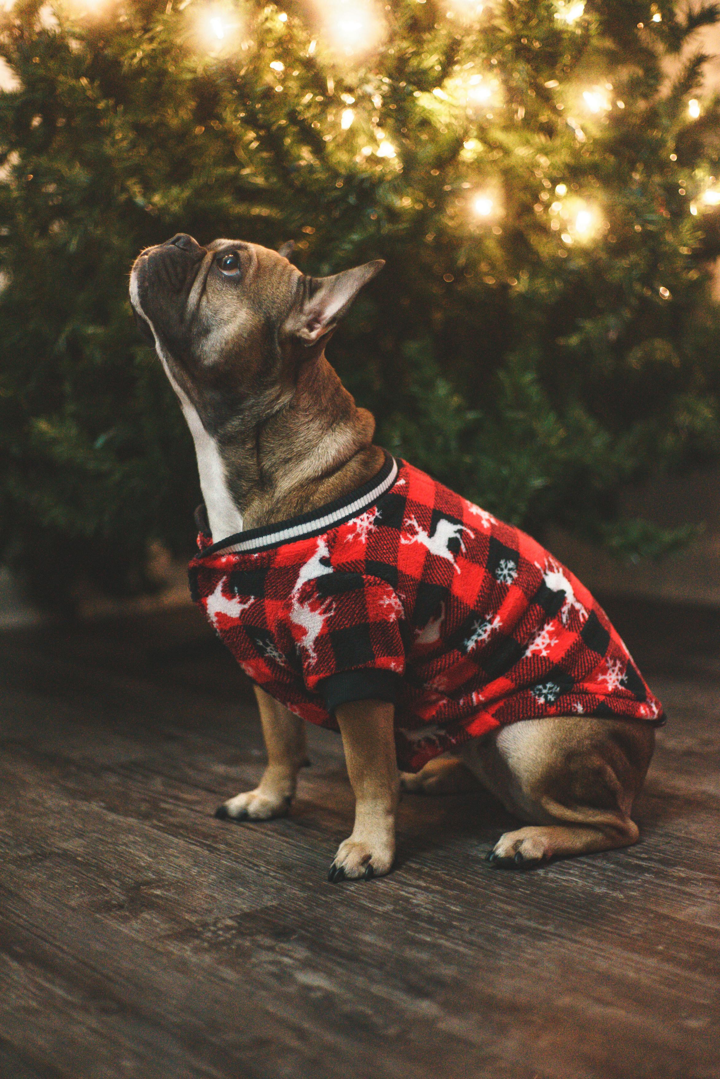 A Dog Sitting Wearing Clothes · Free Stock Photo