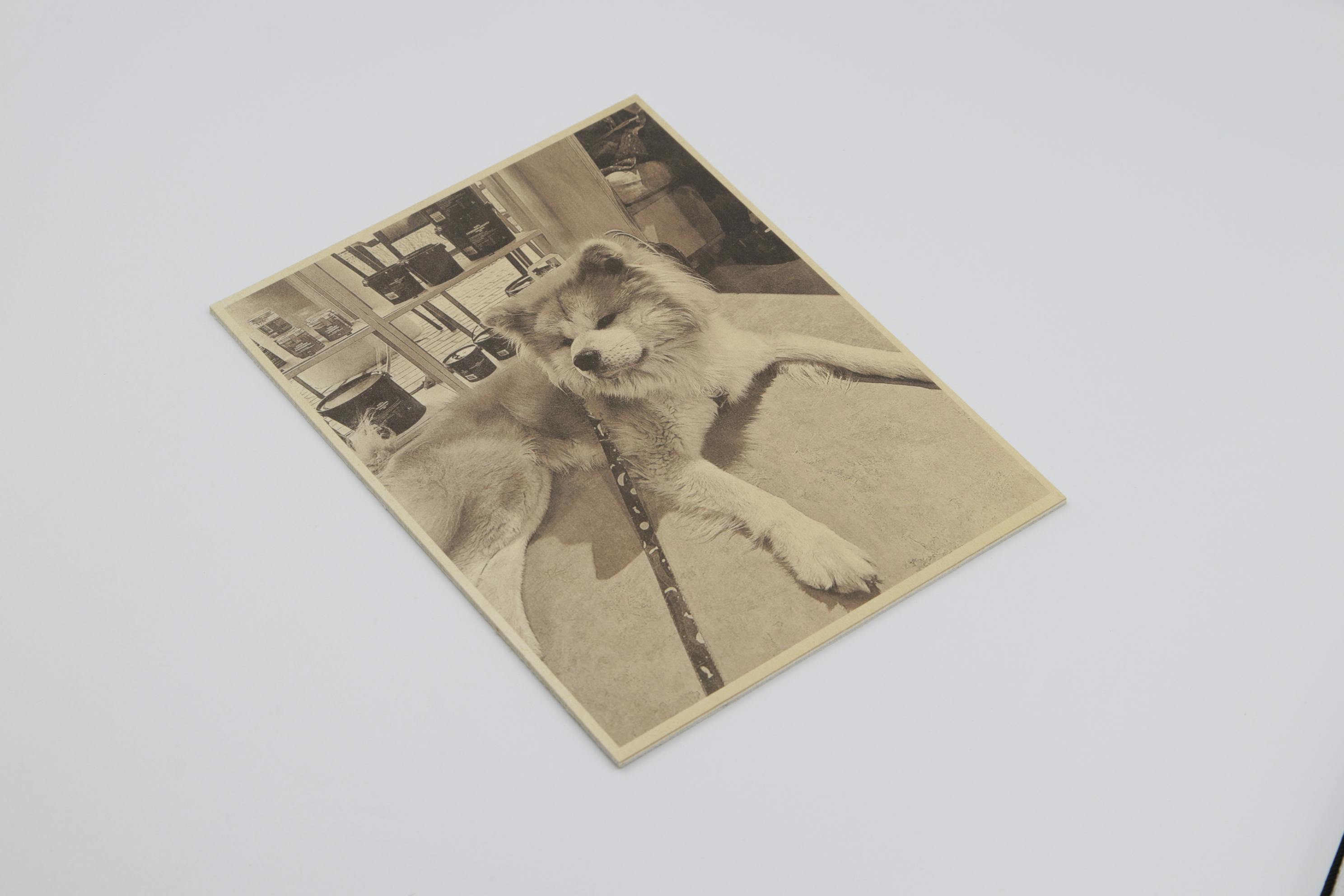 Opt Lasers from Poland - Fotoğrafçılık