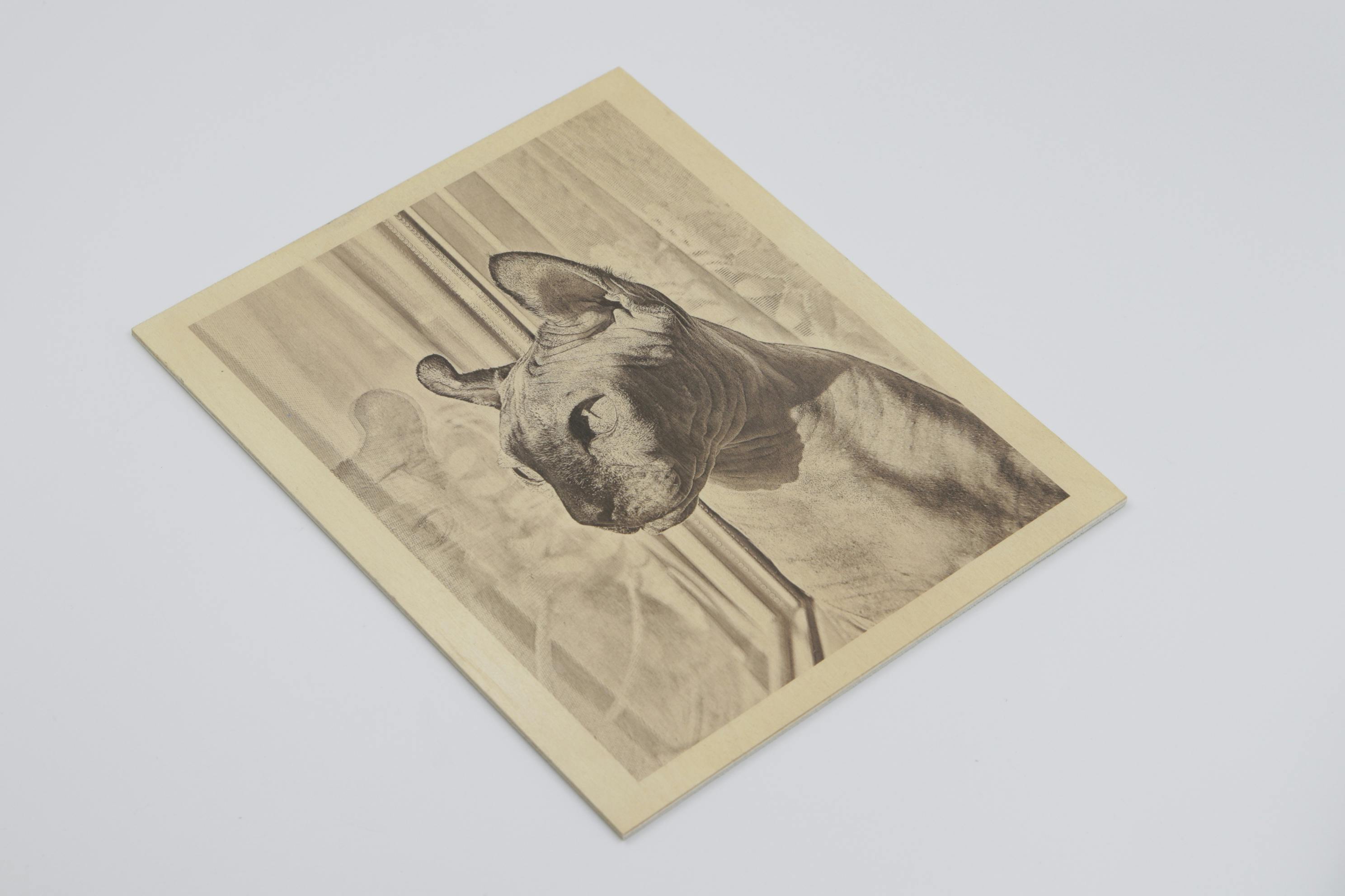 Opt Lasers from Poland - 摄影