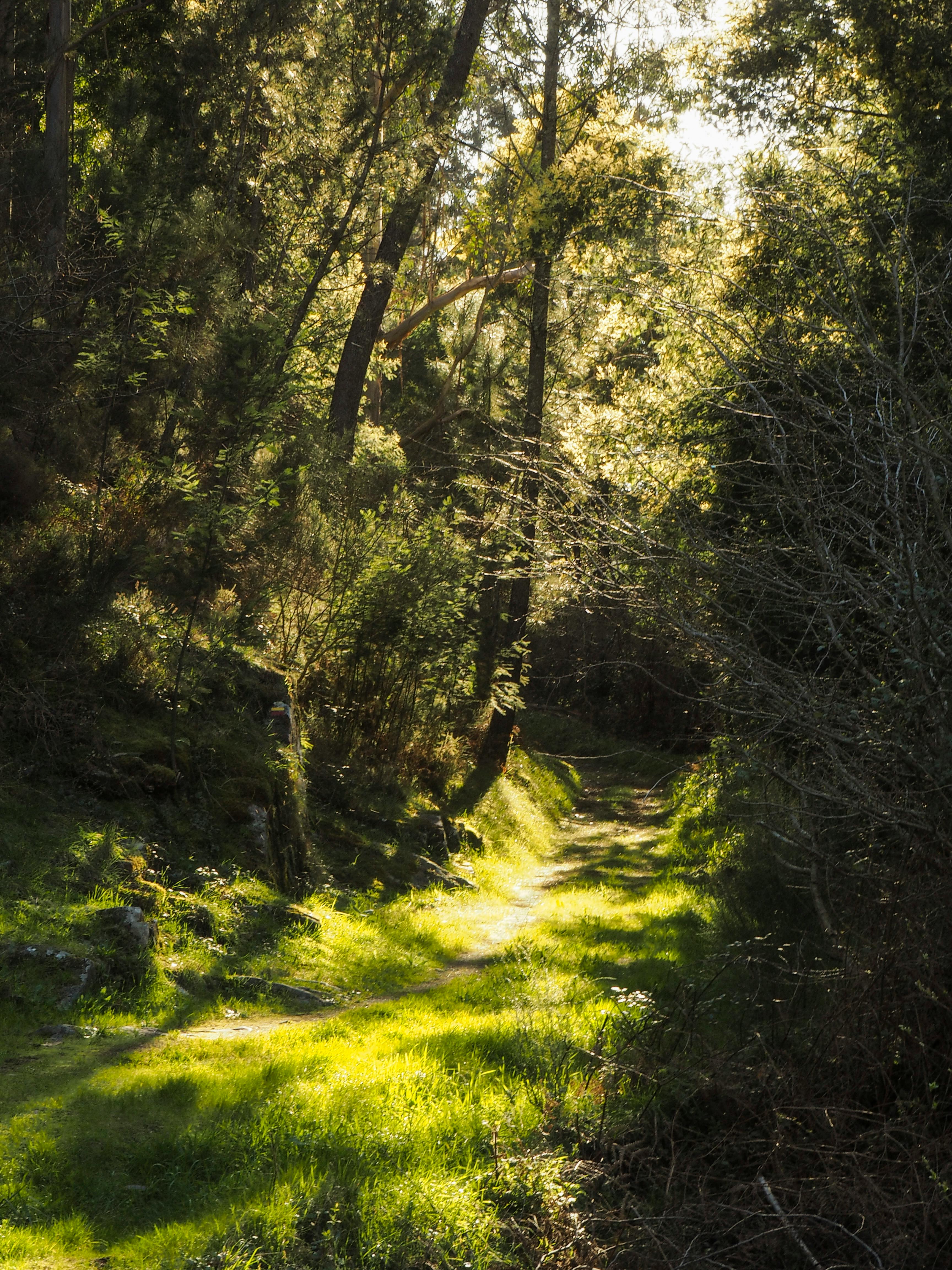 A Pathway in a Forest · Free Stock Photo