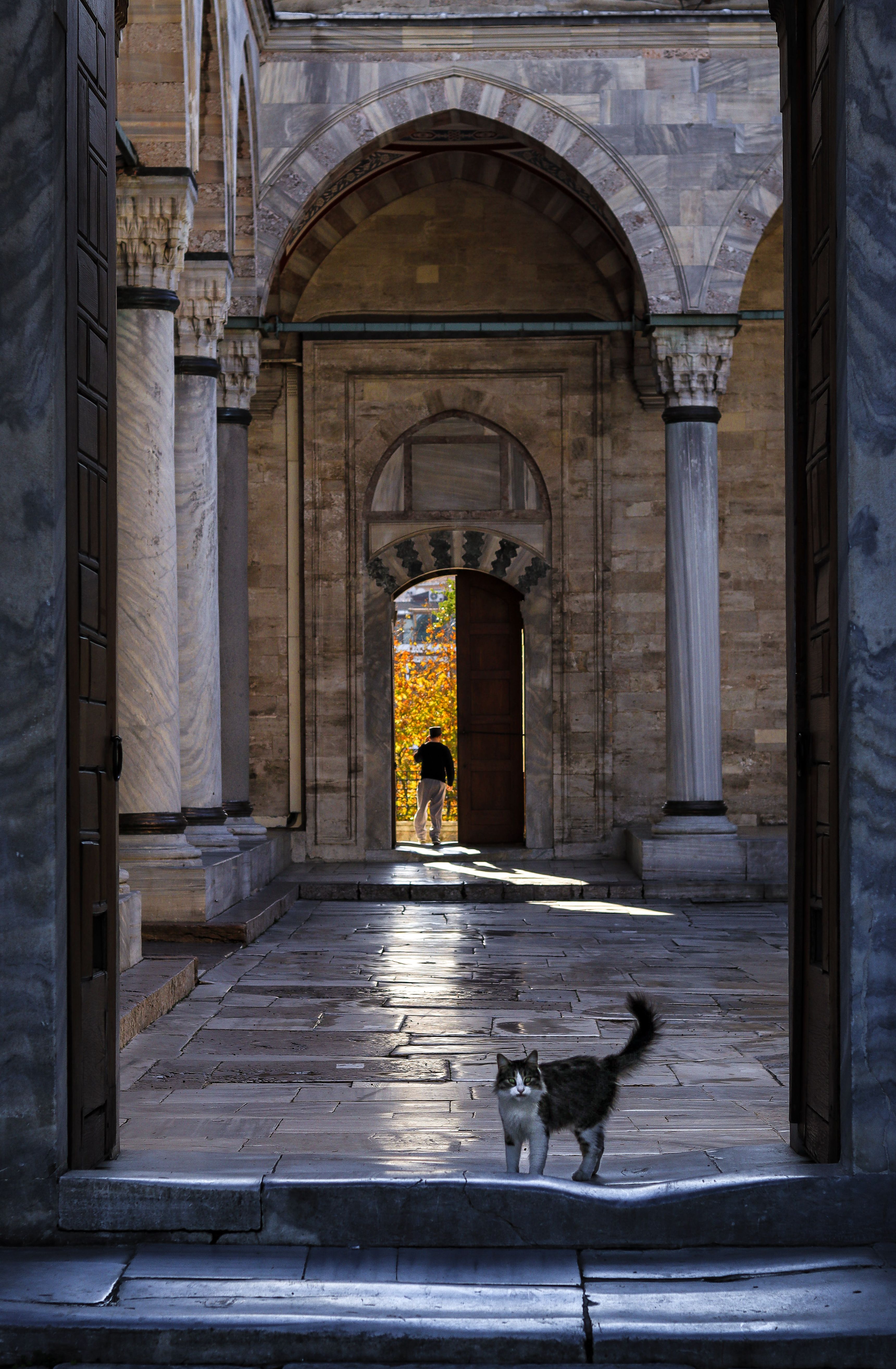 Cat Mosque Photos, Download The BEST Free Cat Mosque Stock Photos & HD ...