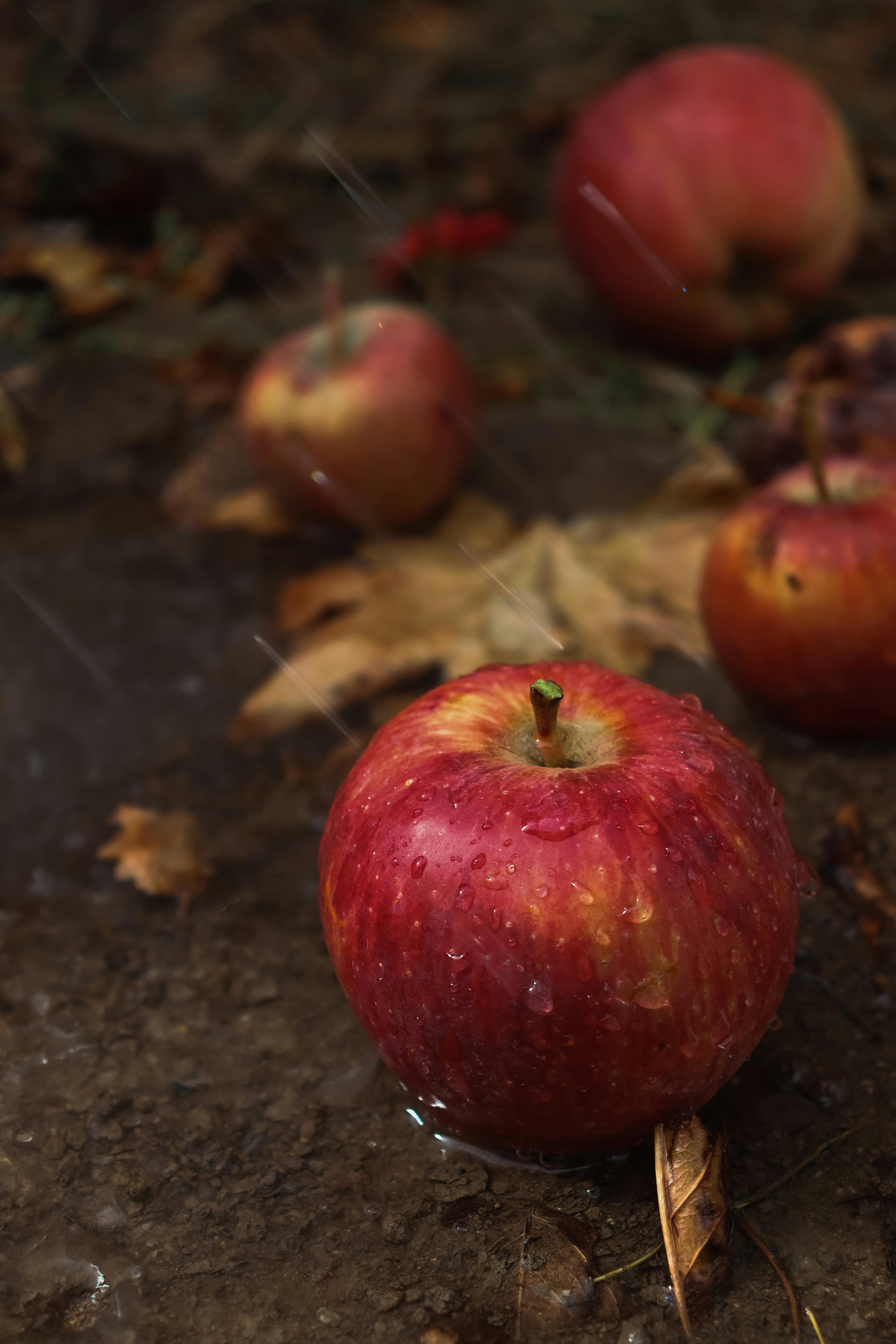 Wet Apples on the Ground · Free Stock Photo