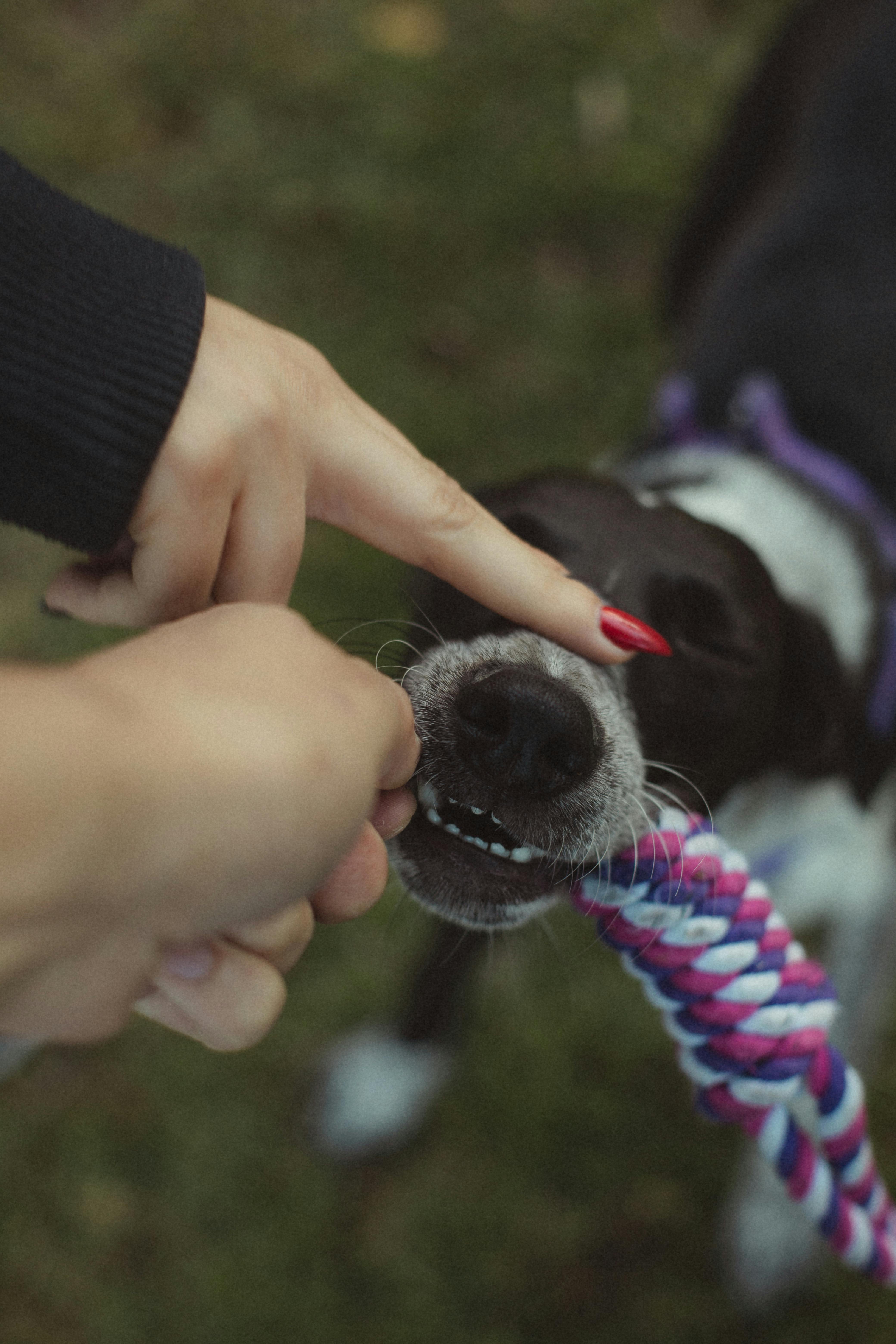 Dog Biting Rope of Person Holding Rope · Free Stock Photo