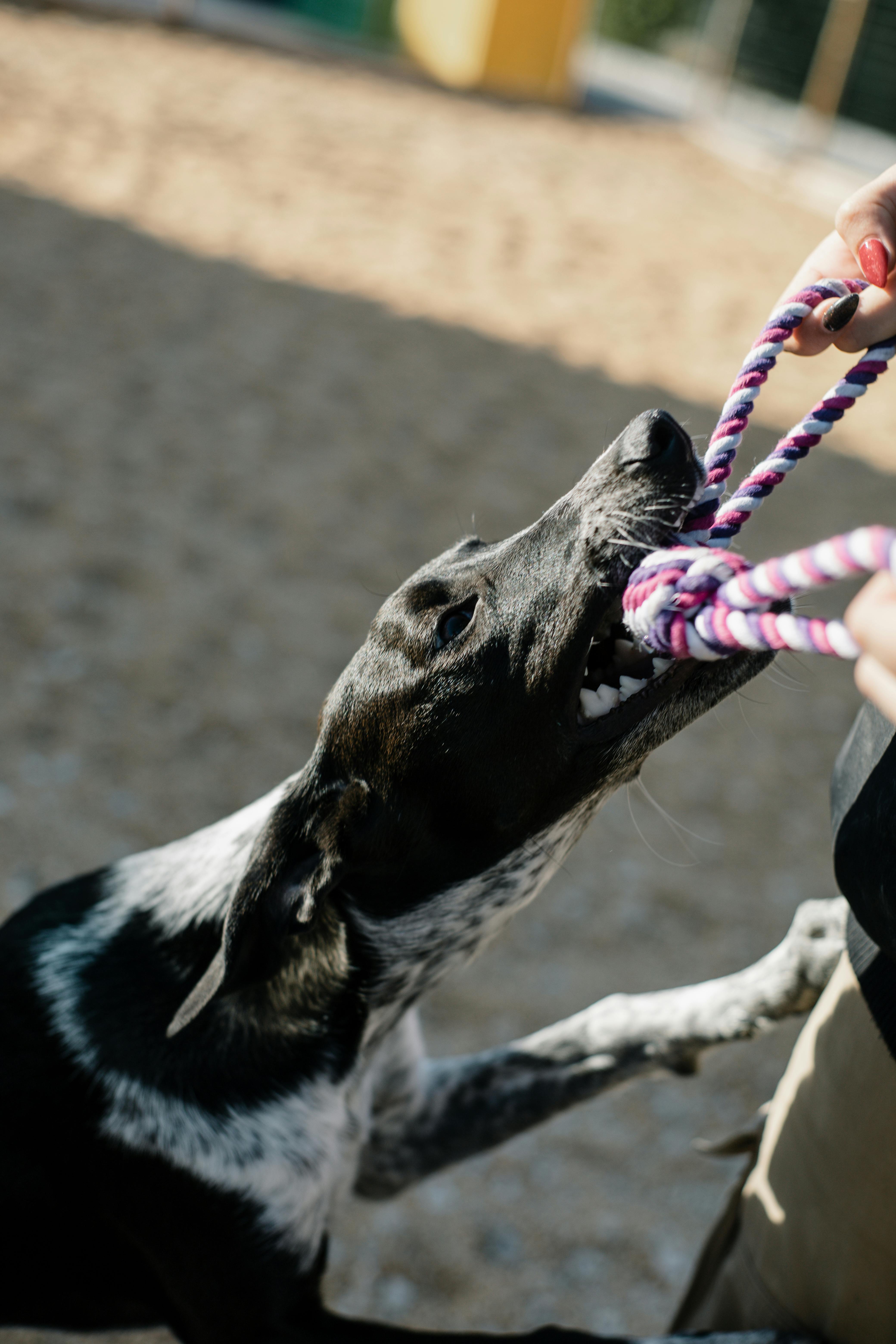 Photo of a Dog Biting a Rope · Free Stock Photo