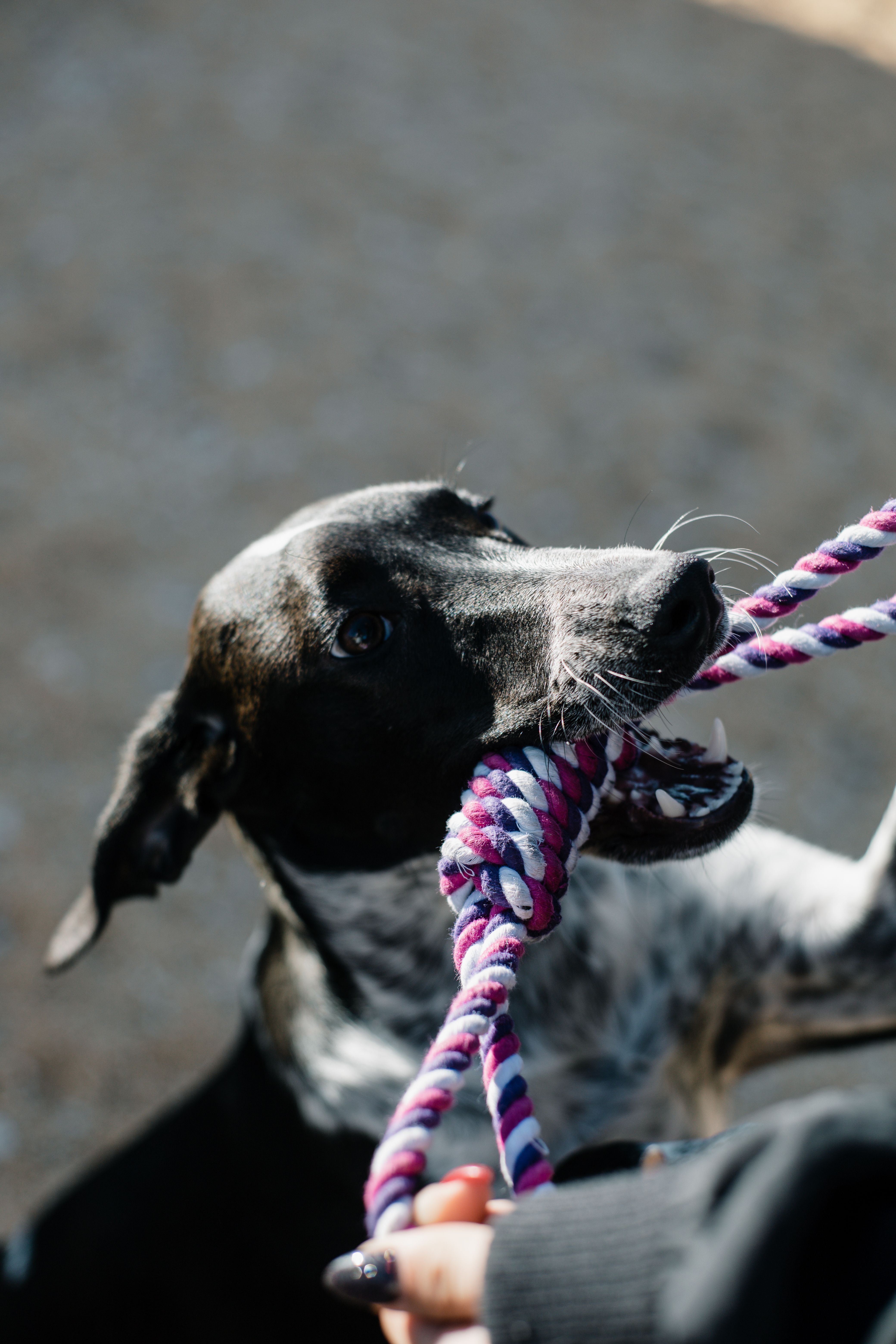 Photo of Dog Biting a Rope · Free Stock Photo